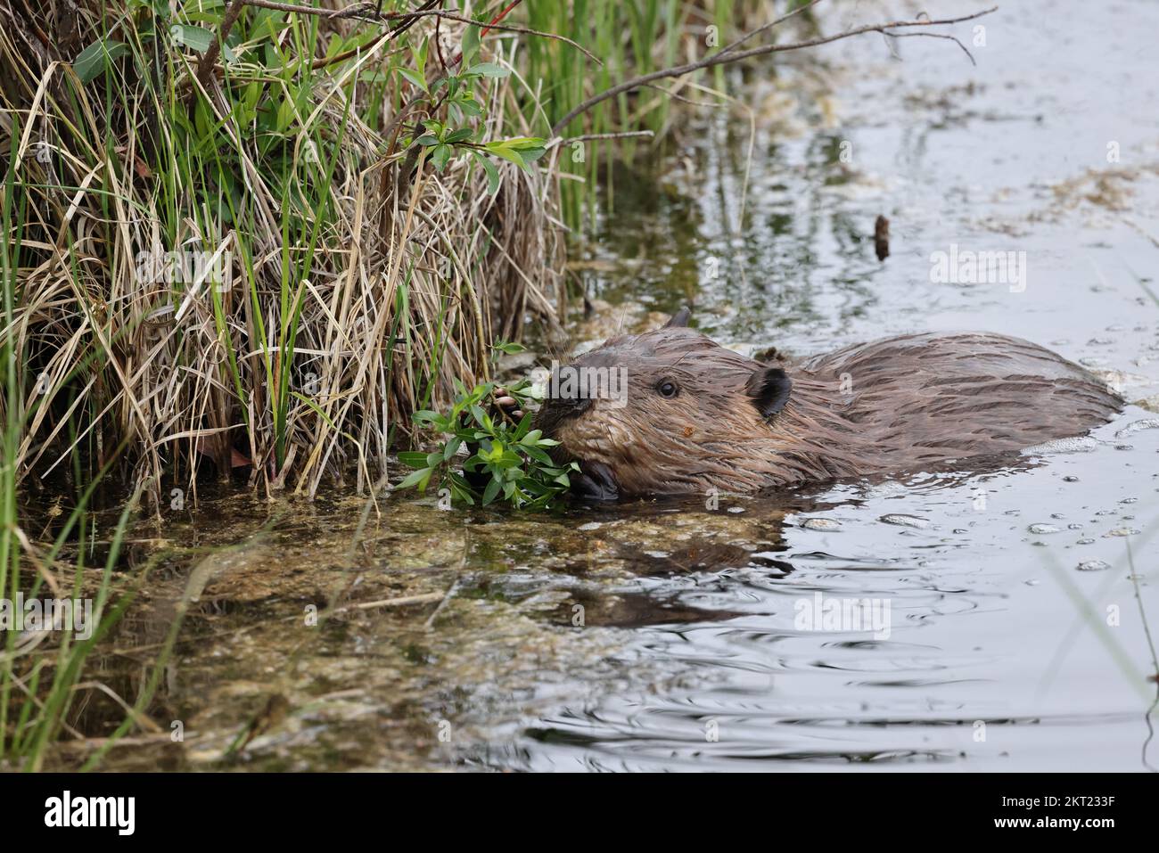 North American Beaver (Castor canadensis) Alberta Canada Stock Photo ...