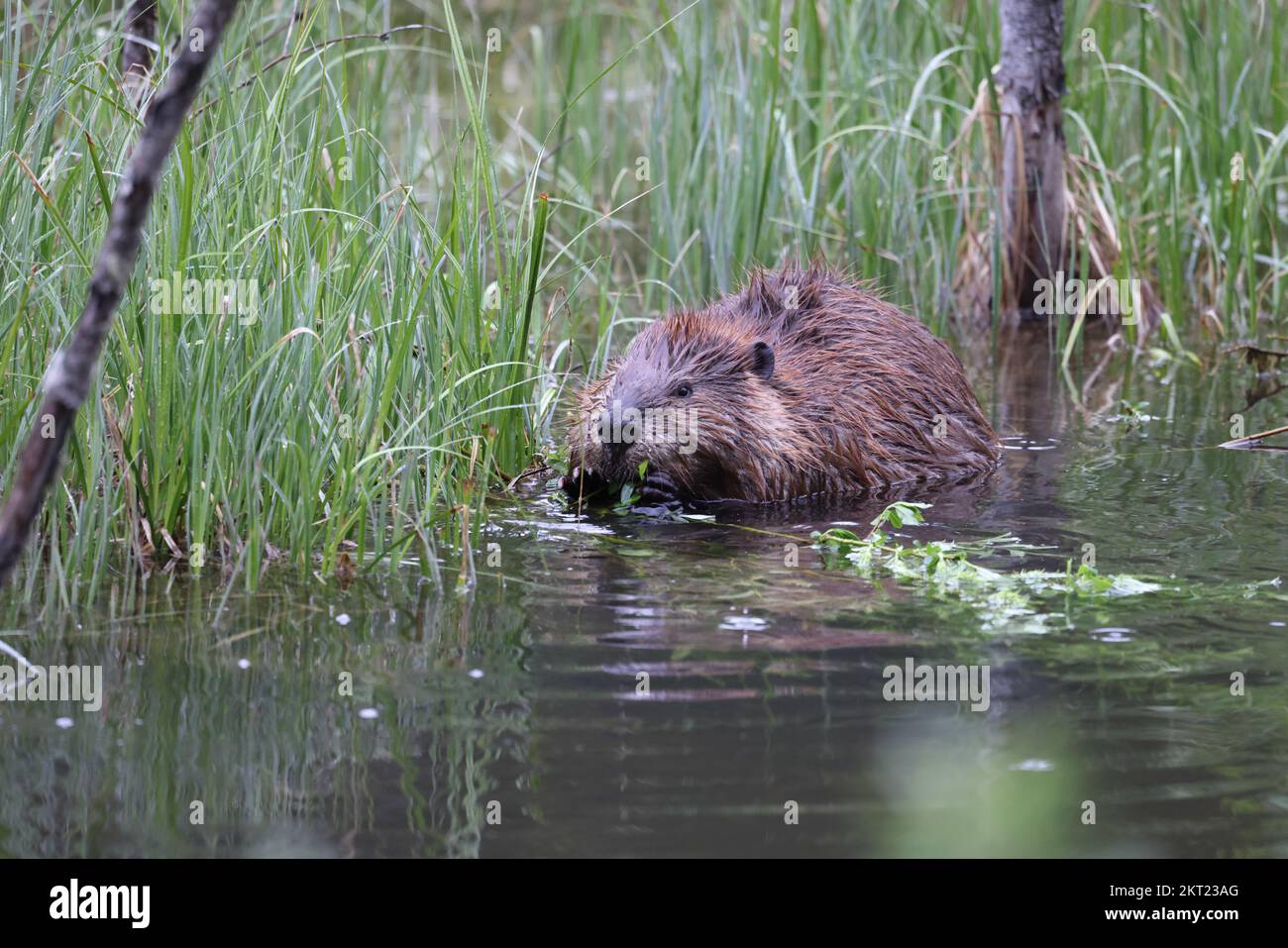 North American Beaver (Castor canadensis) Alberta Canada Stock Photo ...