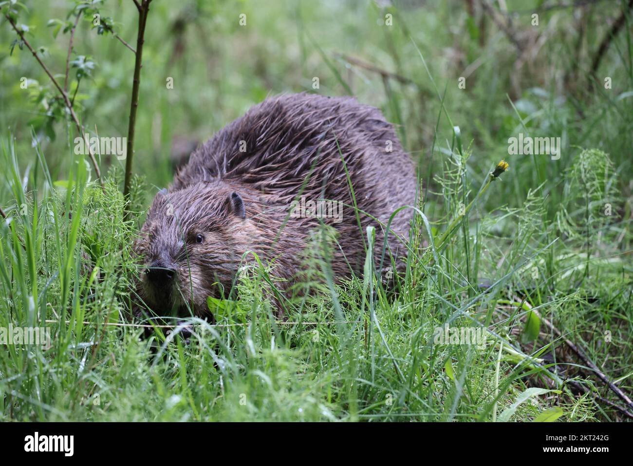North American Beaver (Castor canadensis) Alberta Canada Stock Photo ...