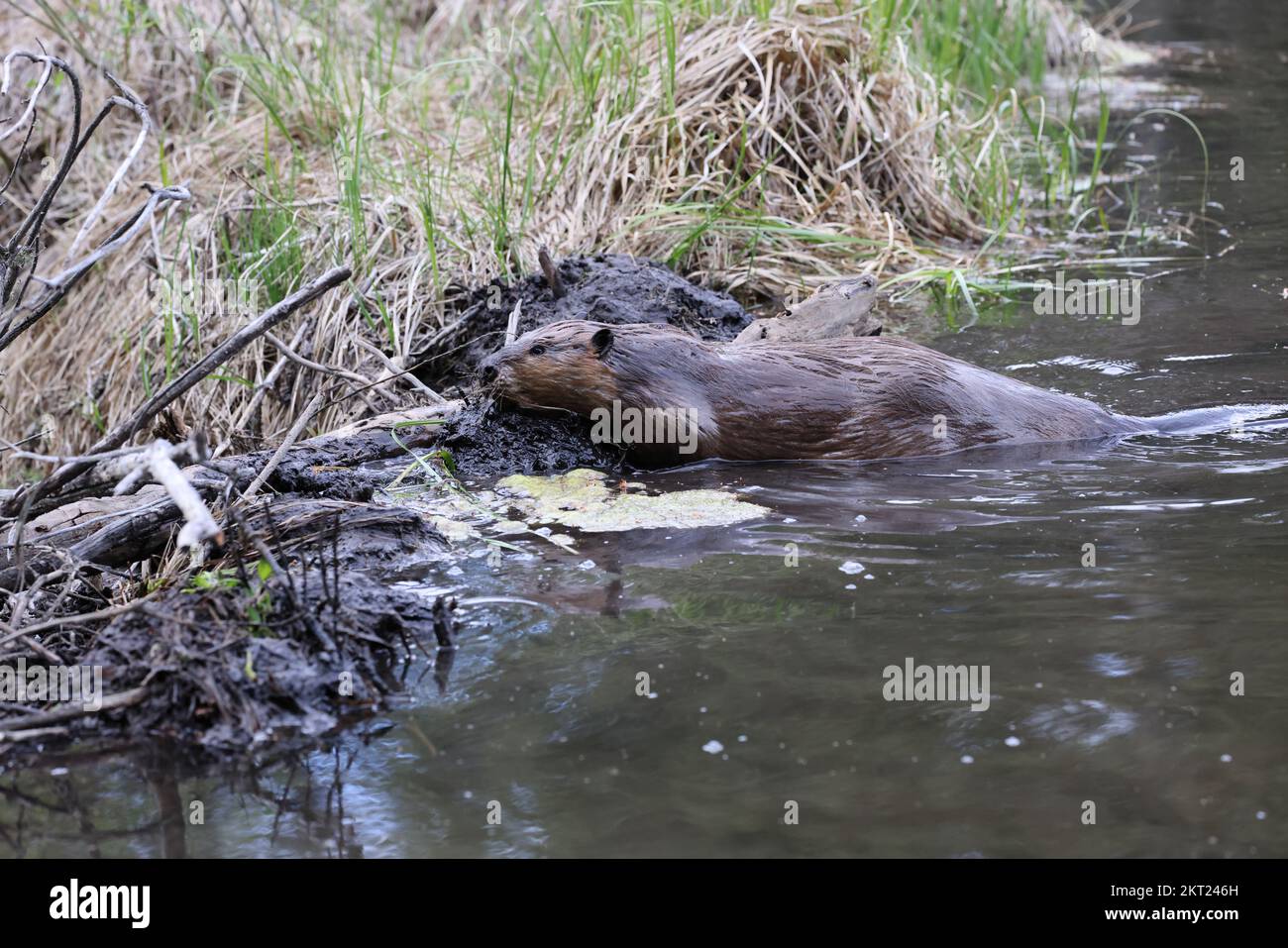North American Beaver (Castor canadensis) Alberta Canada Stock Photo ...