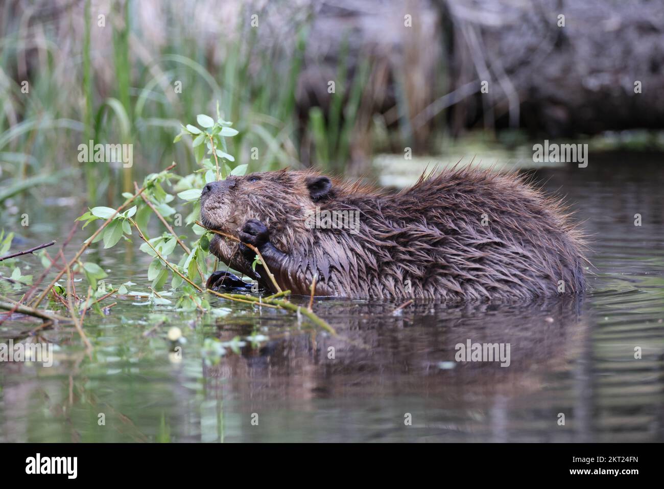 North American Beaver (Castor canadensis) Alberta Canada Stock Photo ...