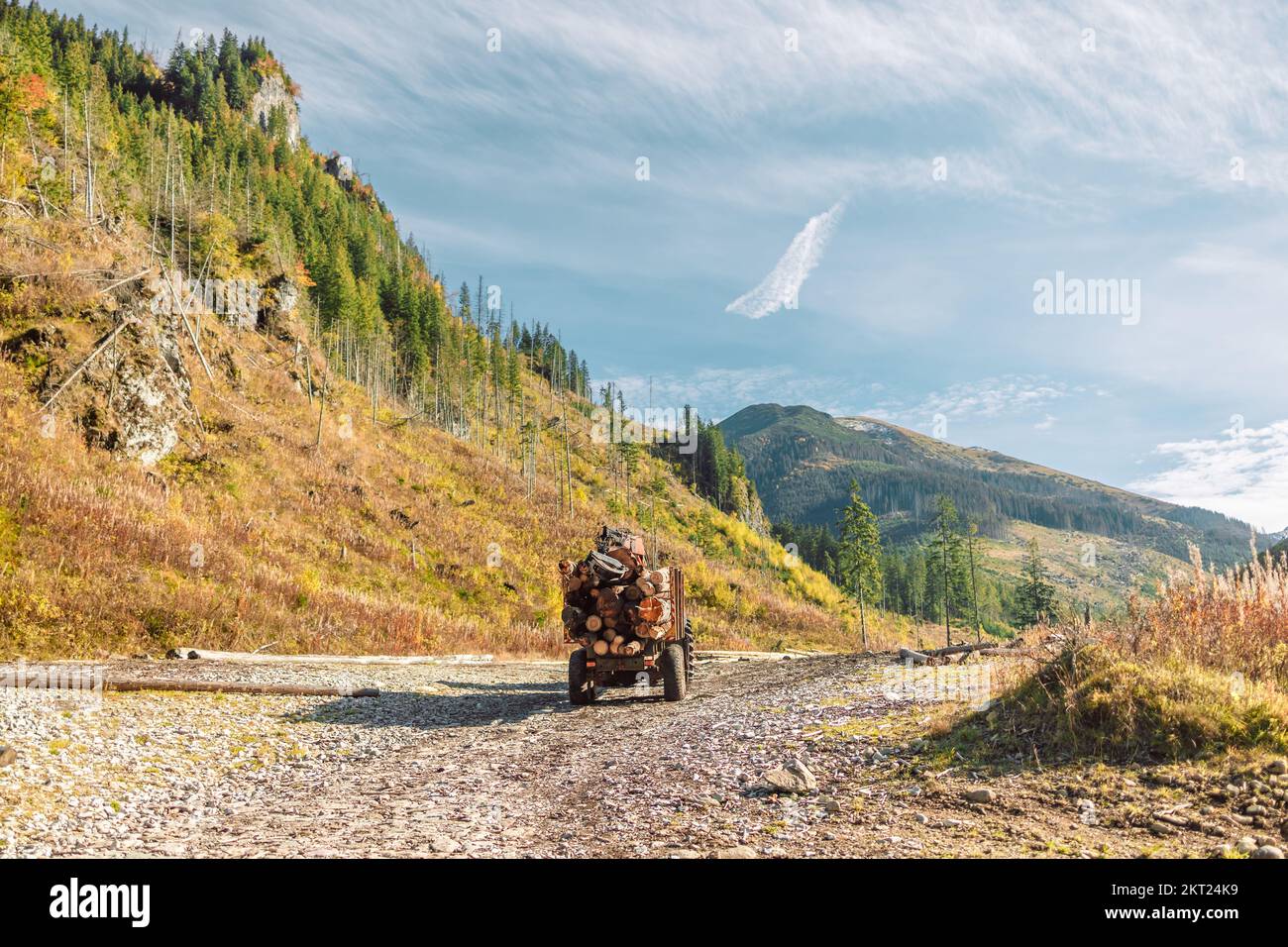A large truck transporting wood on a mountain road. Felling of trees ...