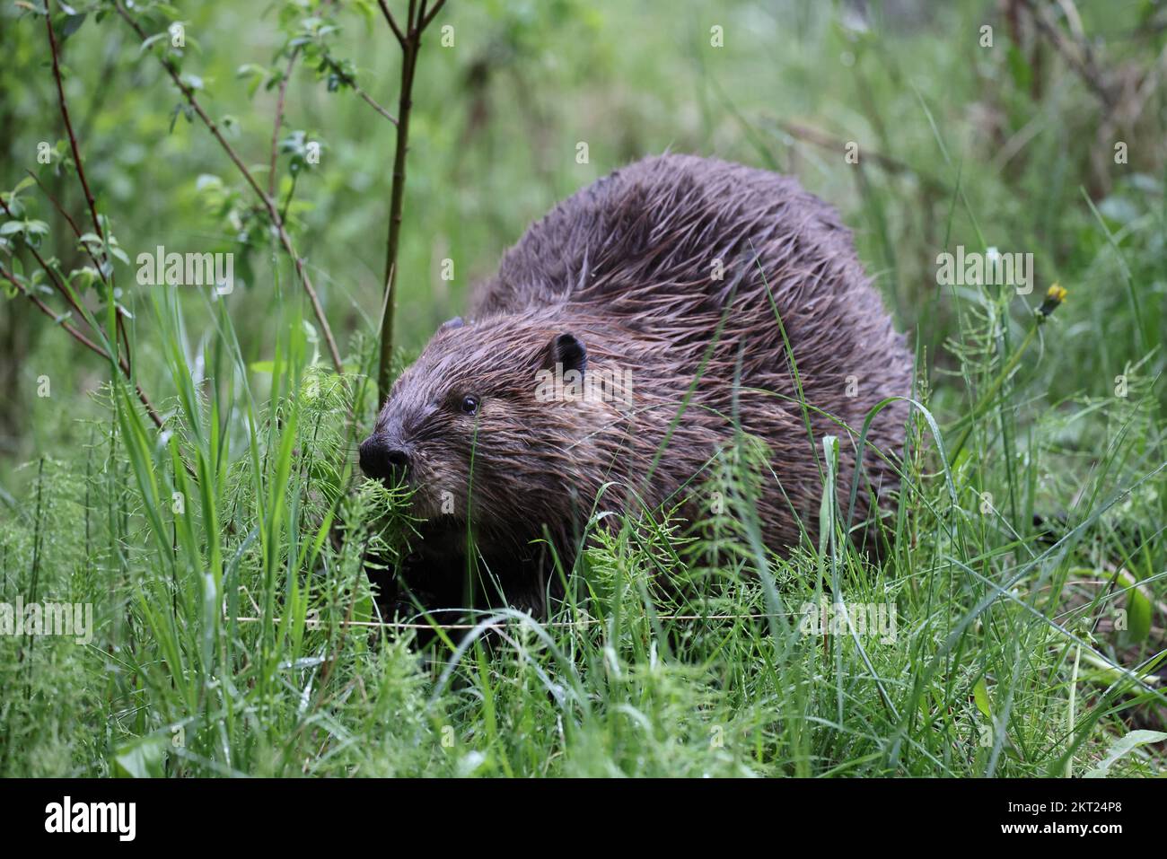 North American Beaver (Castor canadensis) Alberta Canada Stock Photo ...