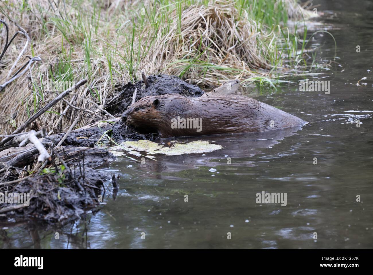 North American Beaver (Castor canadensis) Alberta Canada Stock Photo ...