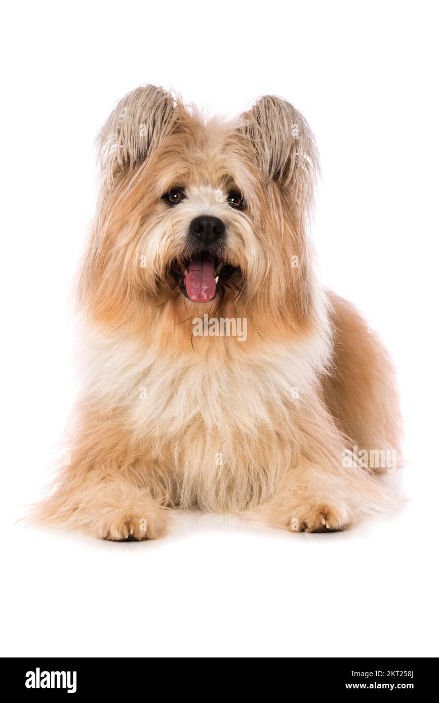 Elo dog isolated on white background Stock Photo - Alamy