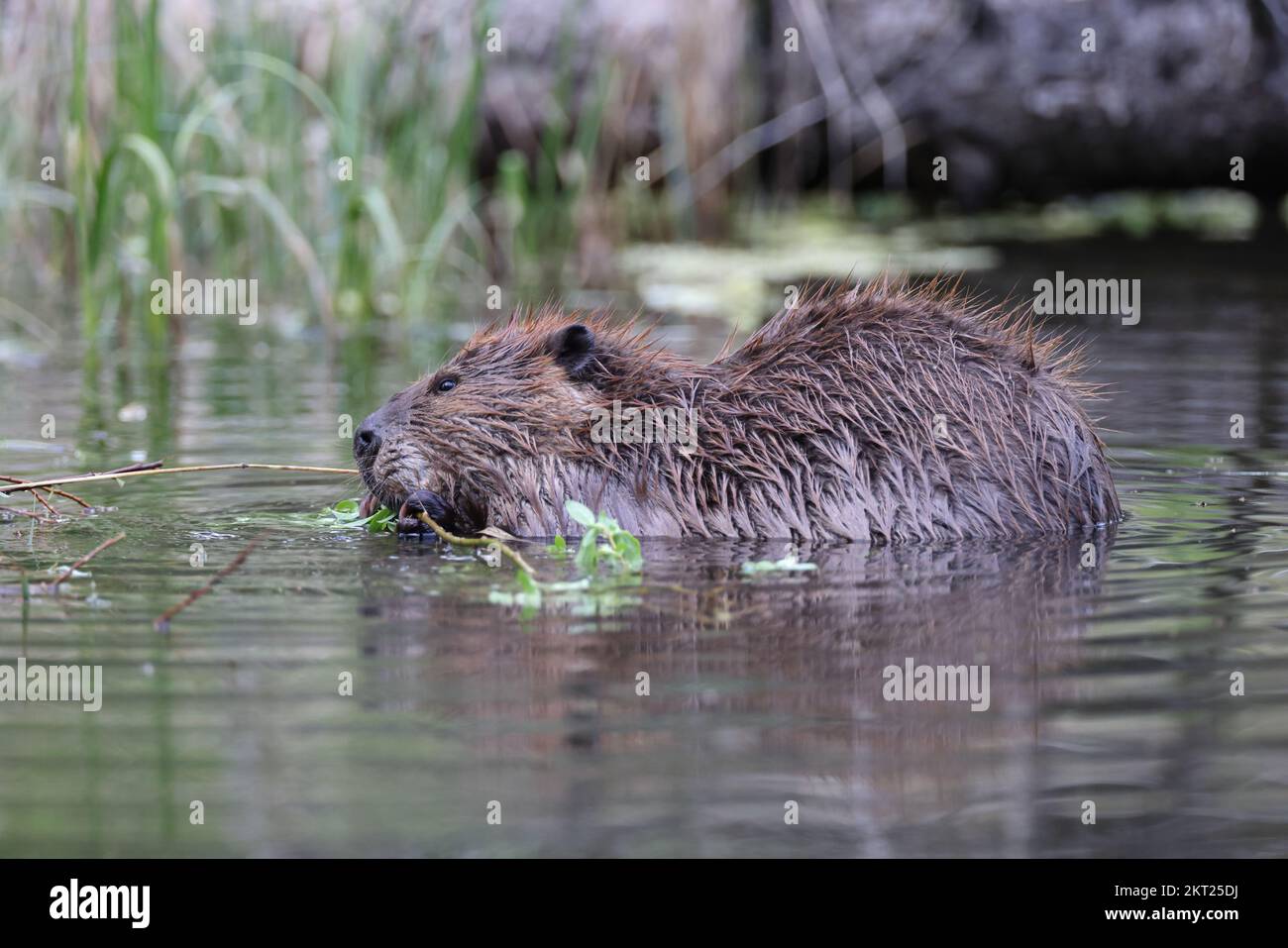 North American Beaver (Castor canadensis) Alberta Canada Stock Photo ...