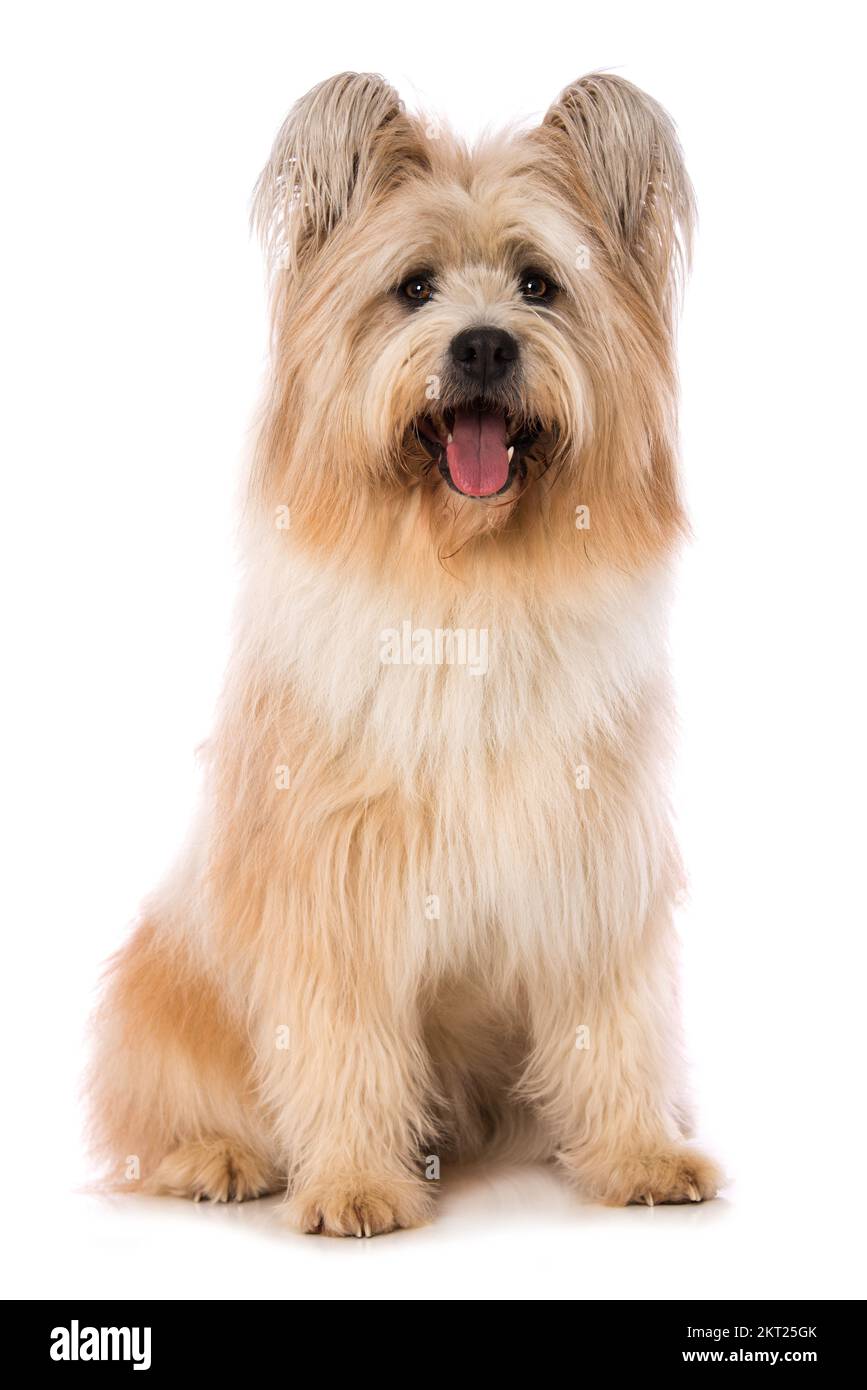 Elo dog isolated on white background Stock Photo - Alamy