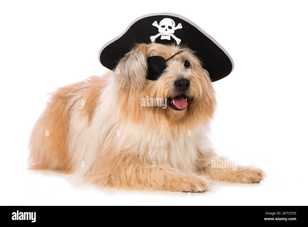 Elo dog dog disguised as a pirate isolated on white Stock Photo - Alamy