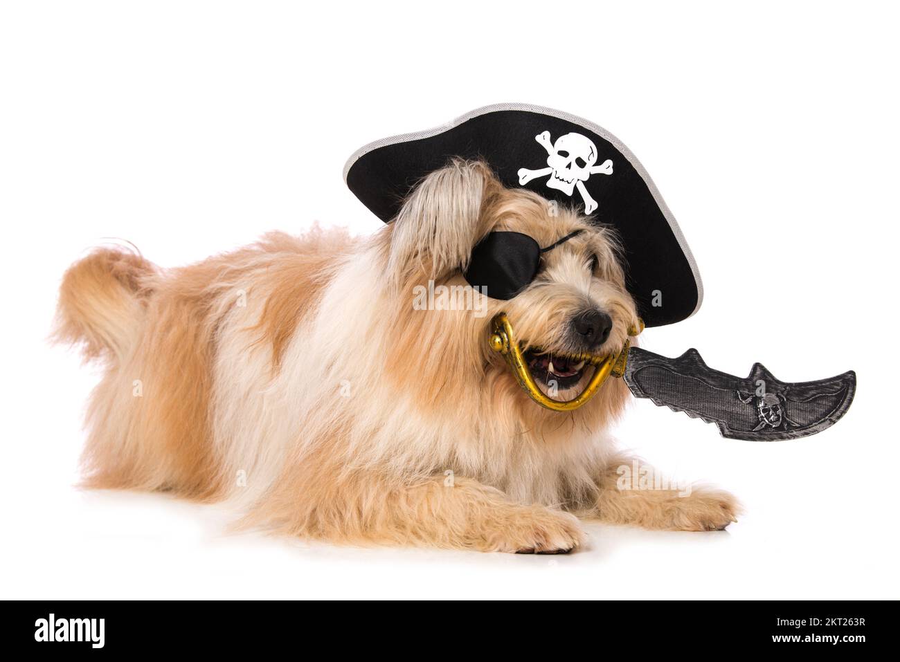 Elo dog dog disguised as a pirate isolated on white Stock Photo - Alamy