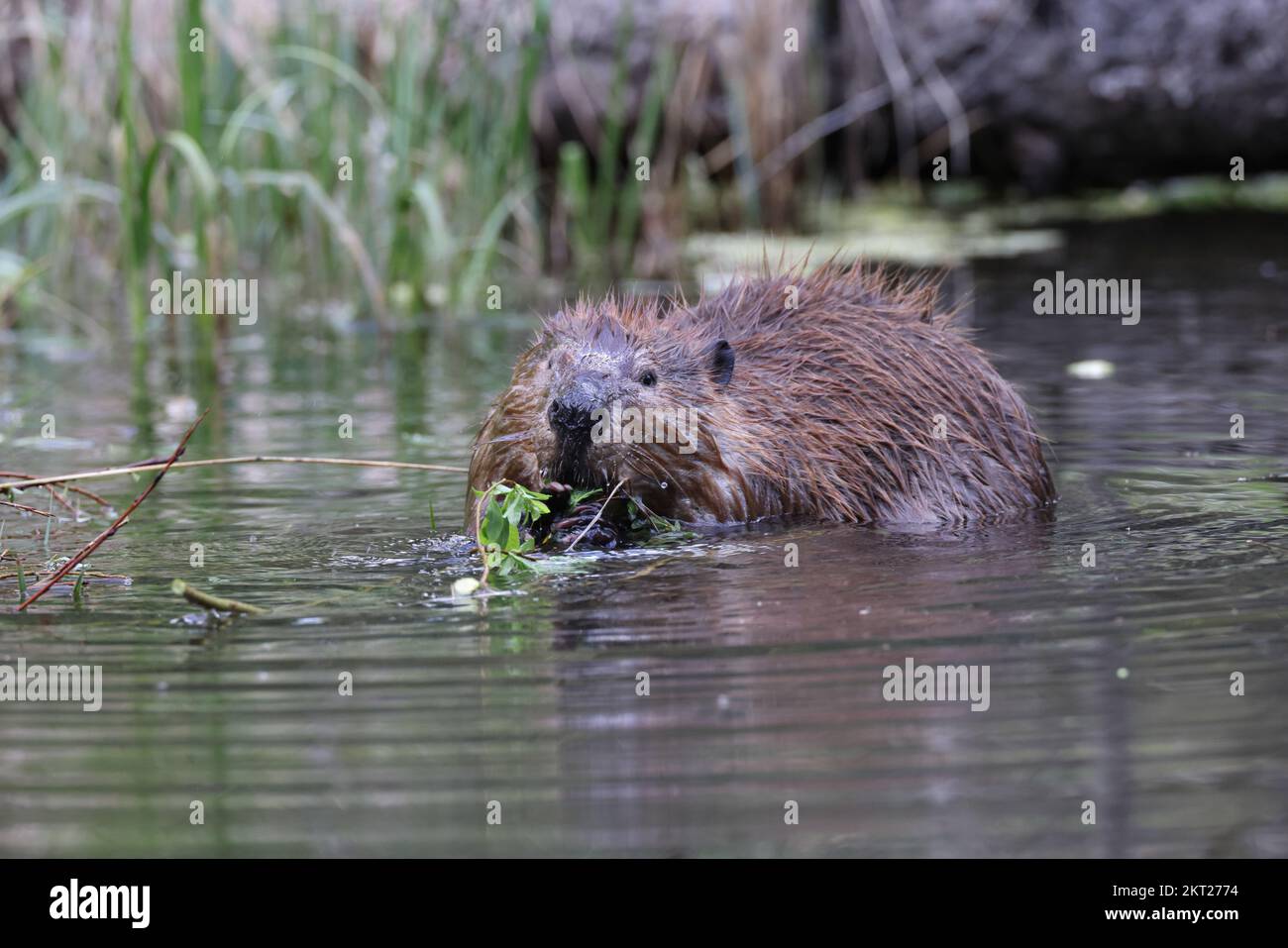 North American Beaver (Castor canadensis) Alberta Canada Stock Photo ...