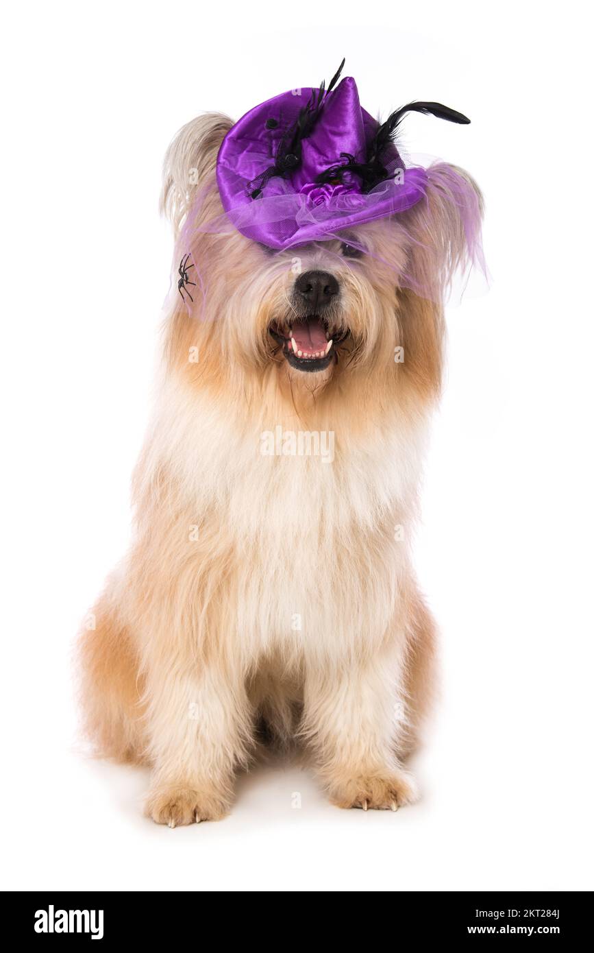 Dog witch hat Cut Out Stock Images & Pictures - Alamy