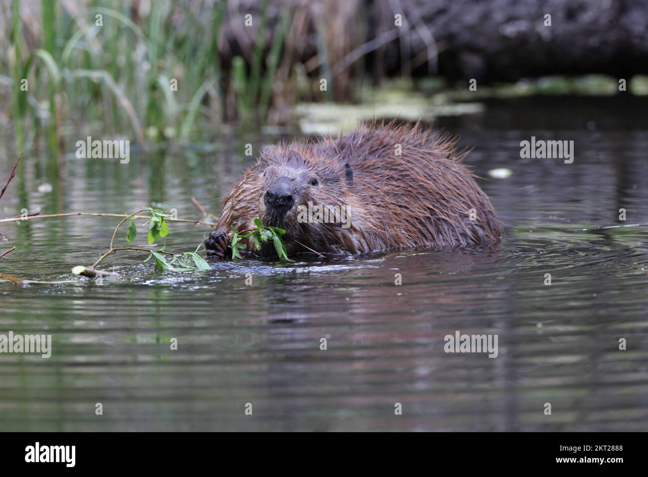 North American Beaver (Castor canadensis) Alberta Canada Stock Photo ...