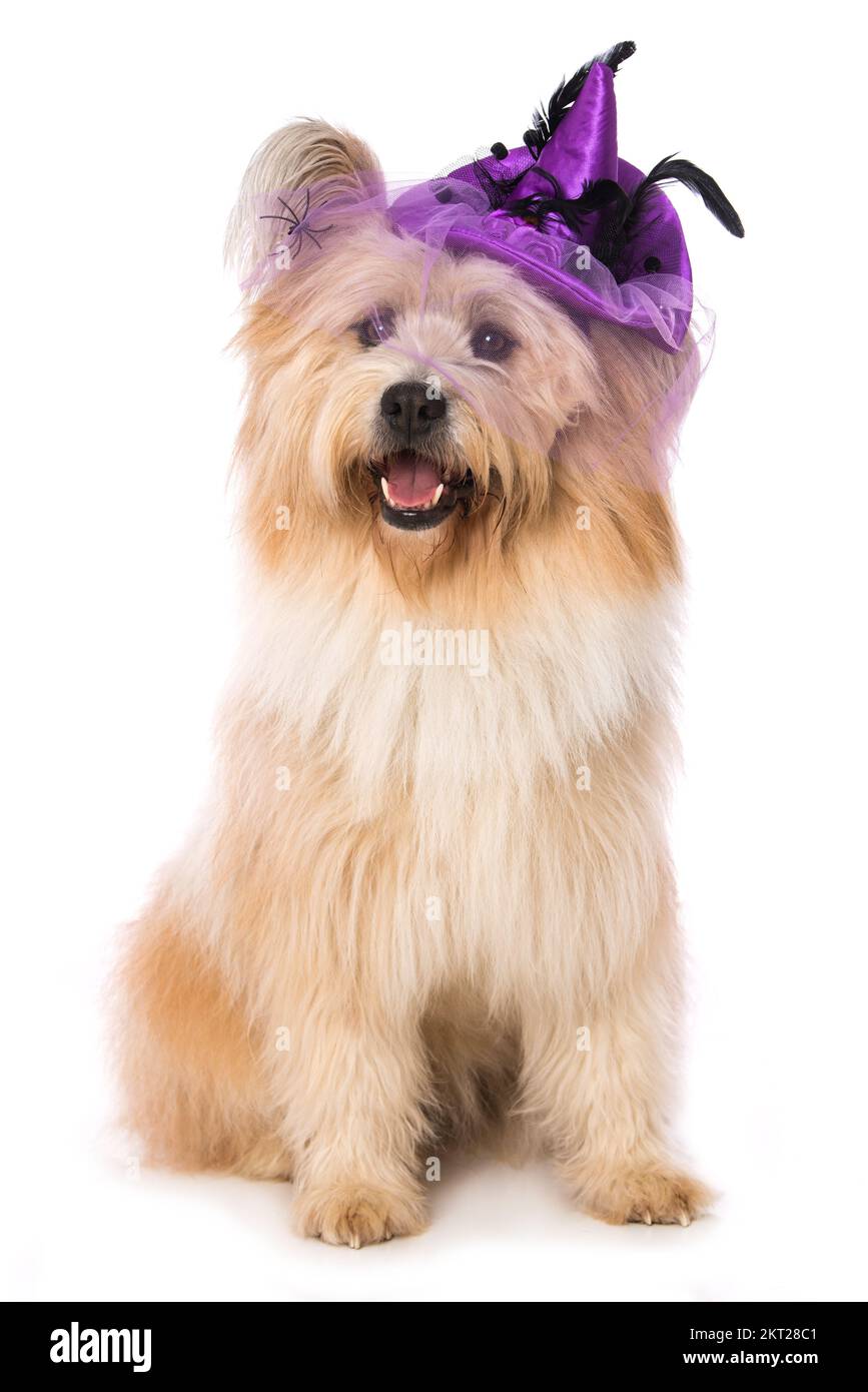 Elo dog with witch hat isolated on white Stock Photo - Alamy
