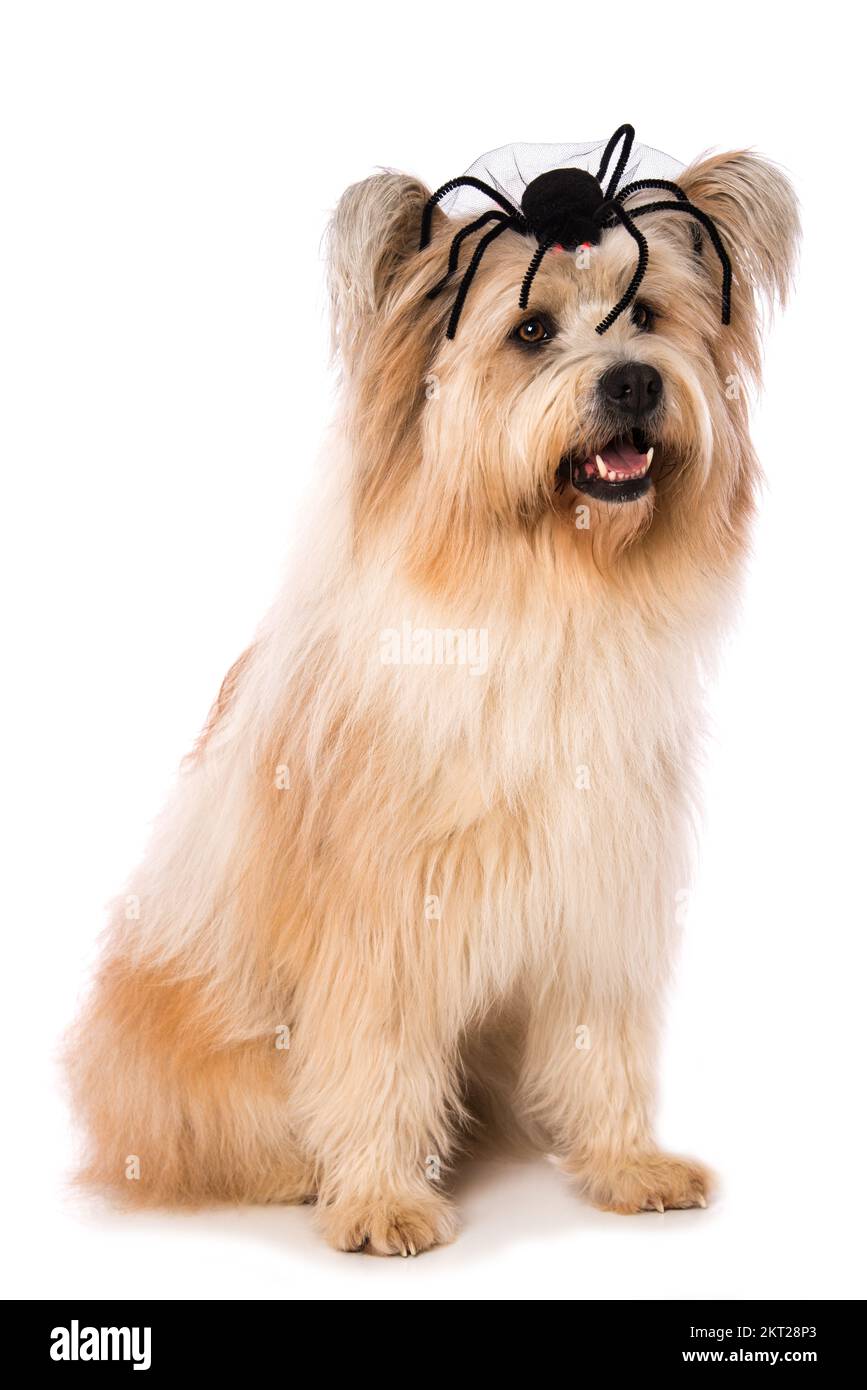 Dog spider costume hi-res stock photography and images - Alamy
