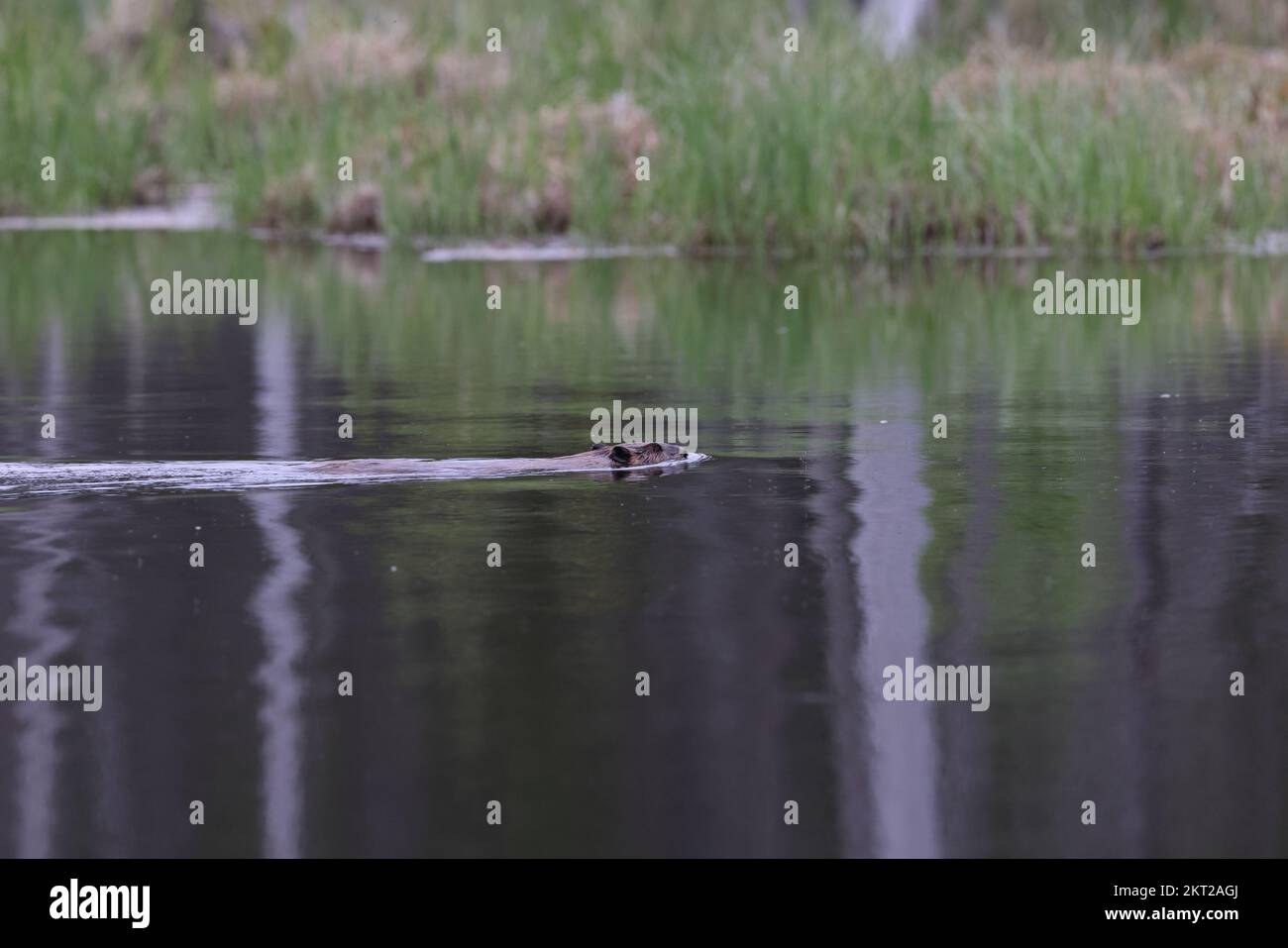 North American Beaver (Castor canadensis) Alberta Canada Stock Photo ...