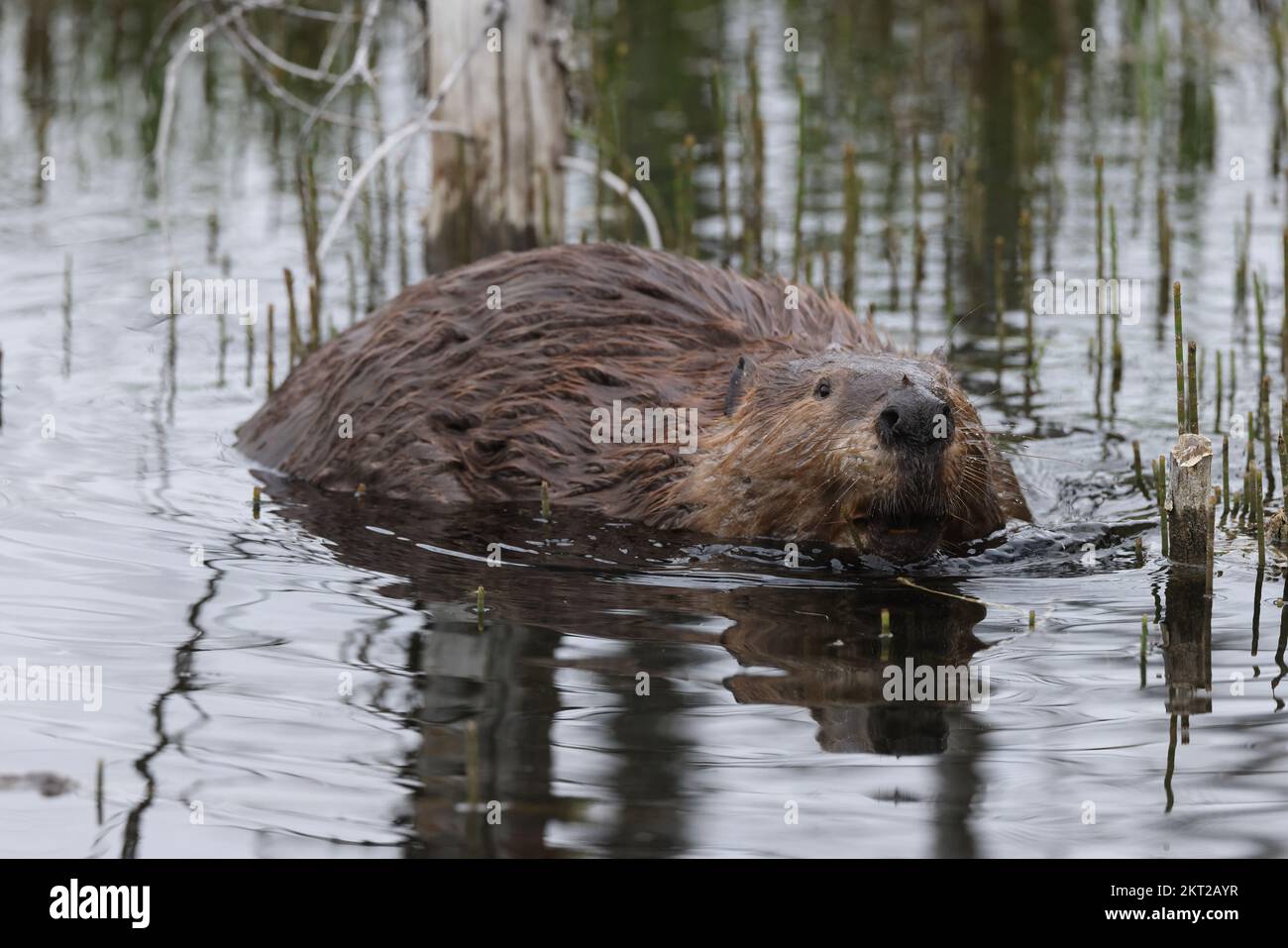 North American Beaver (Castor canadensis) Alberta Canada Stock Photo ...