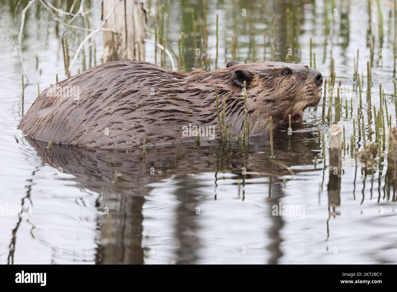 North American Beaver (Castor canadensis) Alberta Canada Stock Photo ...