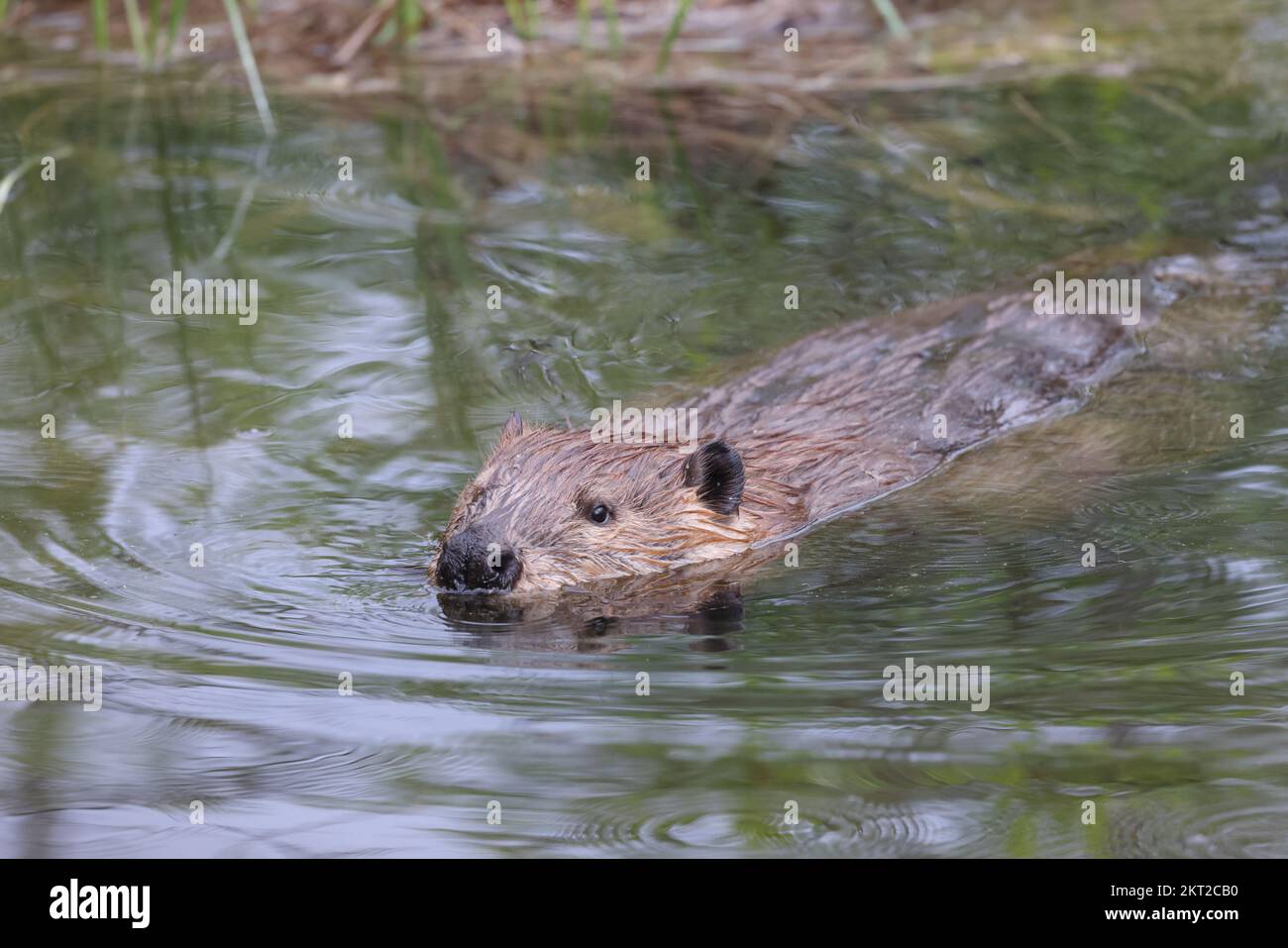North American Beaver (Castor canadensis) Alberta Canada Stock Photo ...