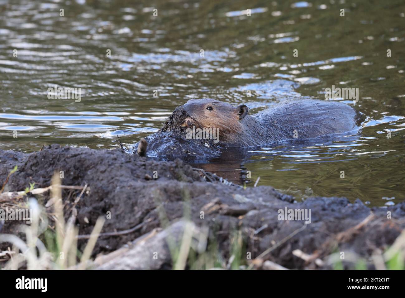 North American Beaver (Castor canadensis) Alberta Canada Stock Photo ...