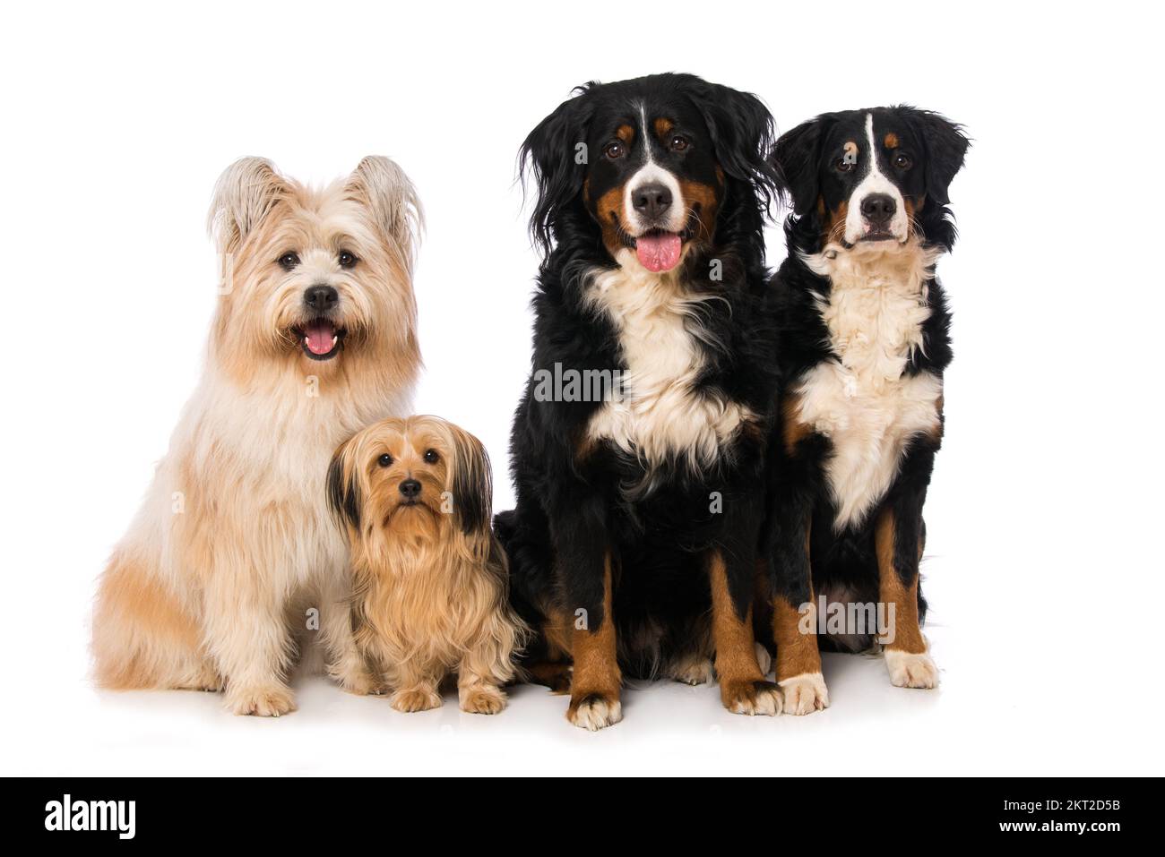 4 white dogs hi-res stock photography and images - Alamy