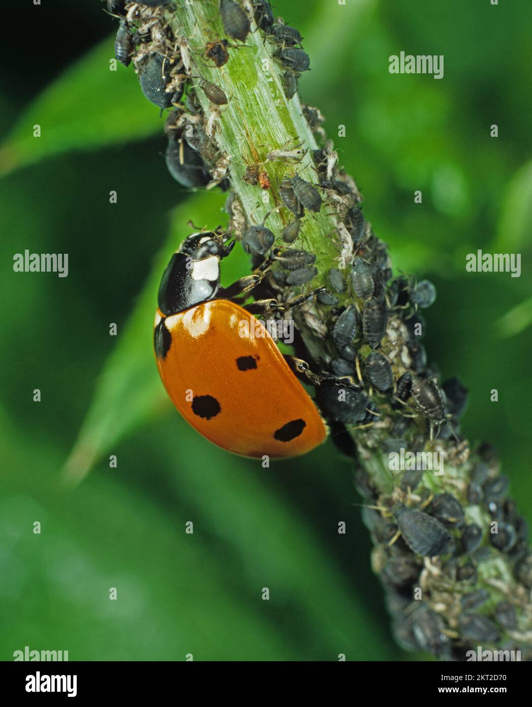 Seven-spot ladybird (Coccinella septempiunctata) a beetle predator ...