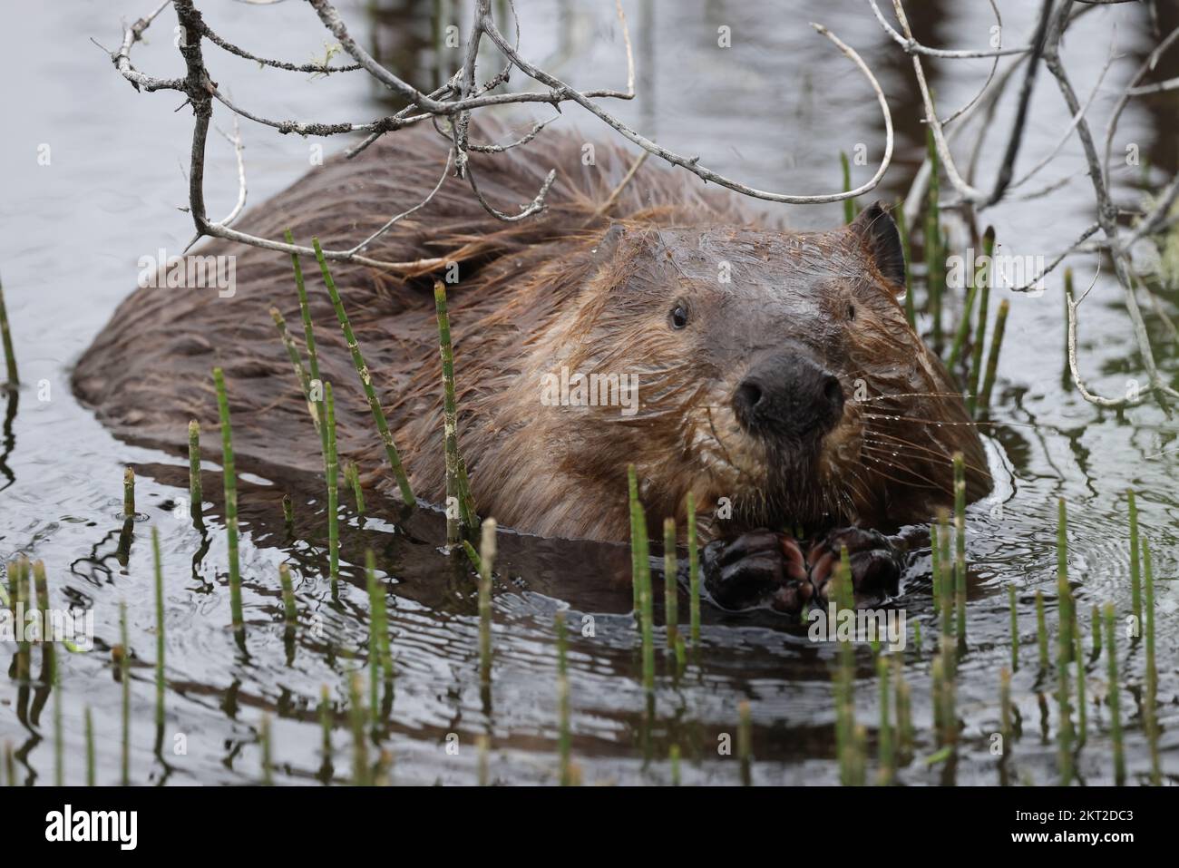 North American Beaver (Castor canadensis) Alberta Canada Stock Photo ...