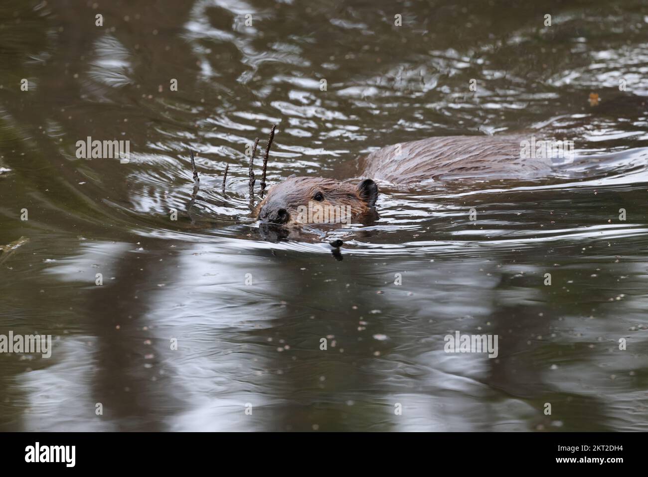 North American Beaver (Castor canadensis) Alberta Canada Stock Photo ...
