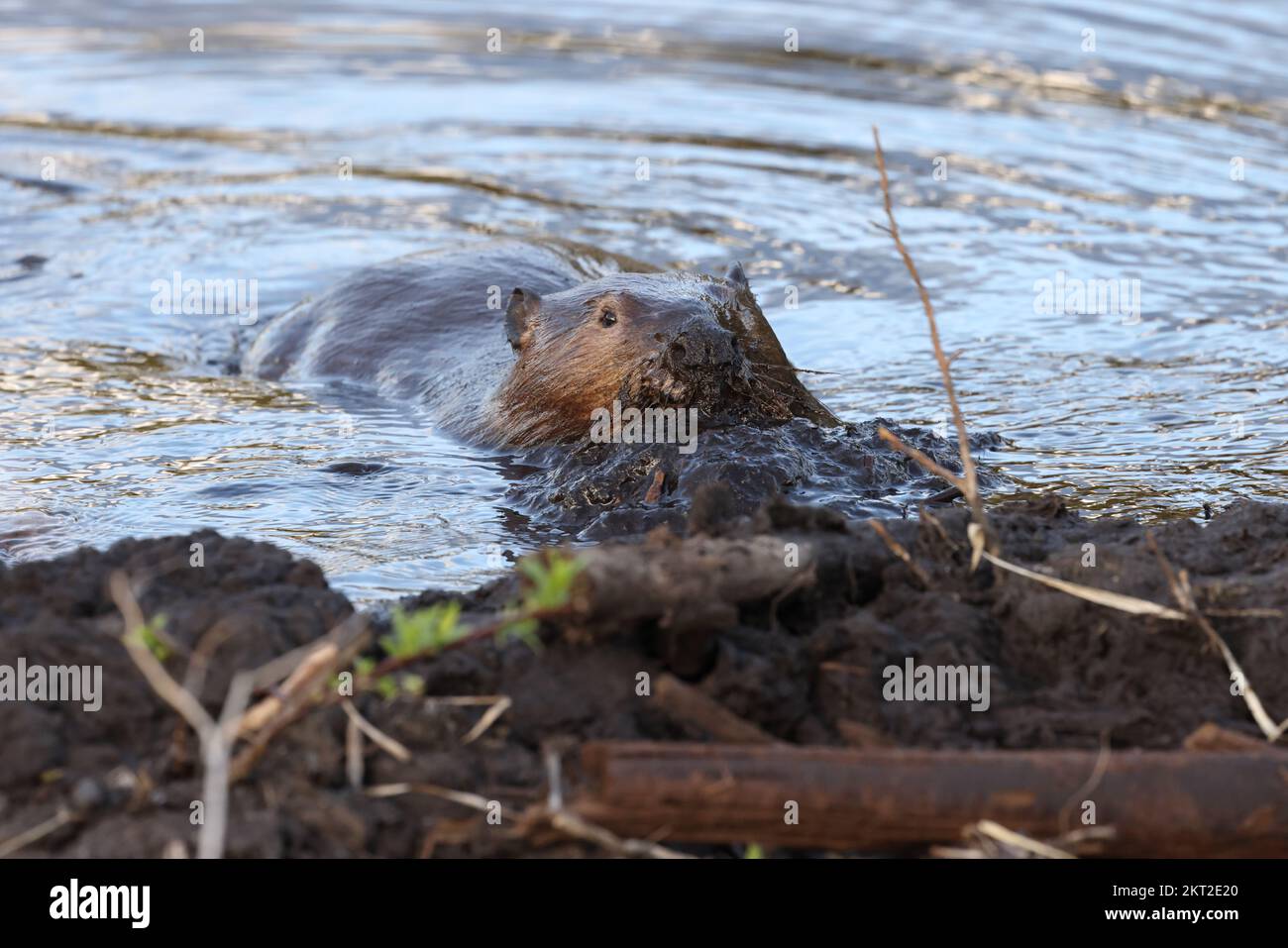 North American Beaver (Castor canadensis) Alberta Canada Stock Photo ...