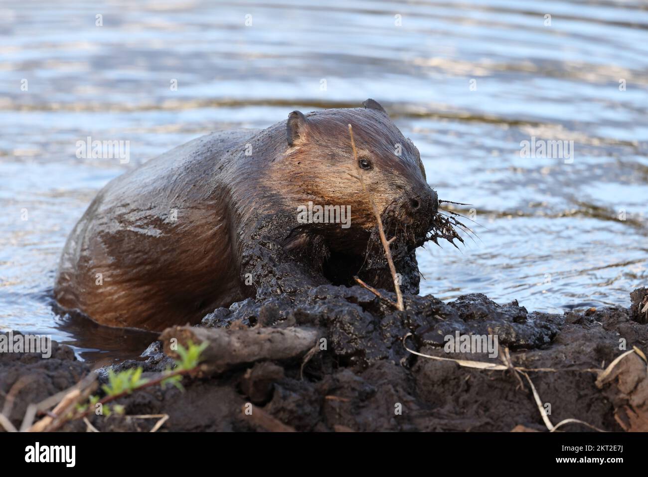 North American Beaver (Castor canadensis) Alberta Canada Stock Photo ...