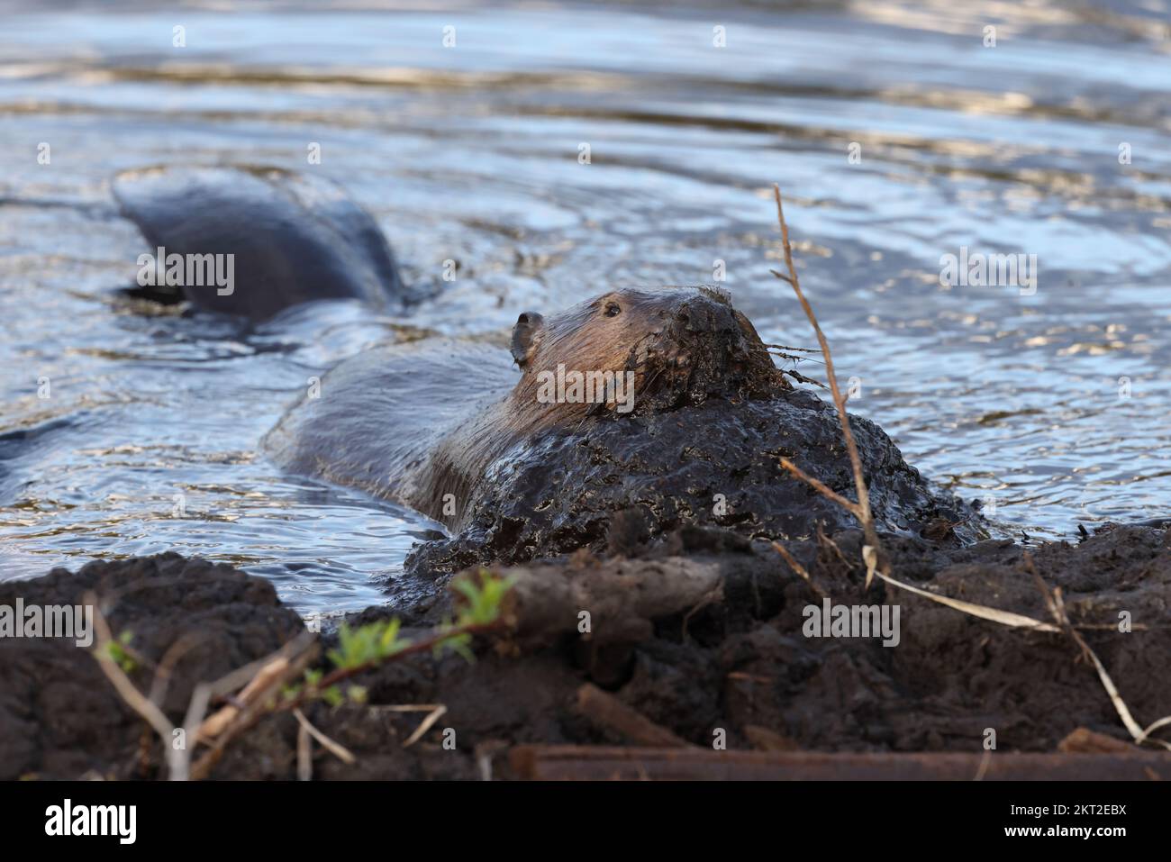 North American Beaver (Castor canadensis) Alberta Canada Stock Photo ...