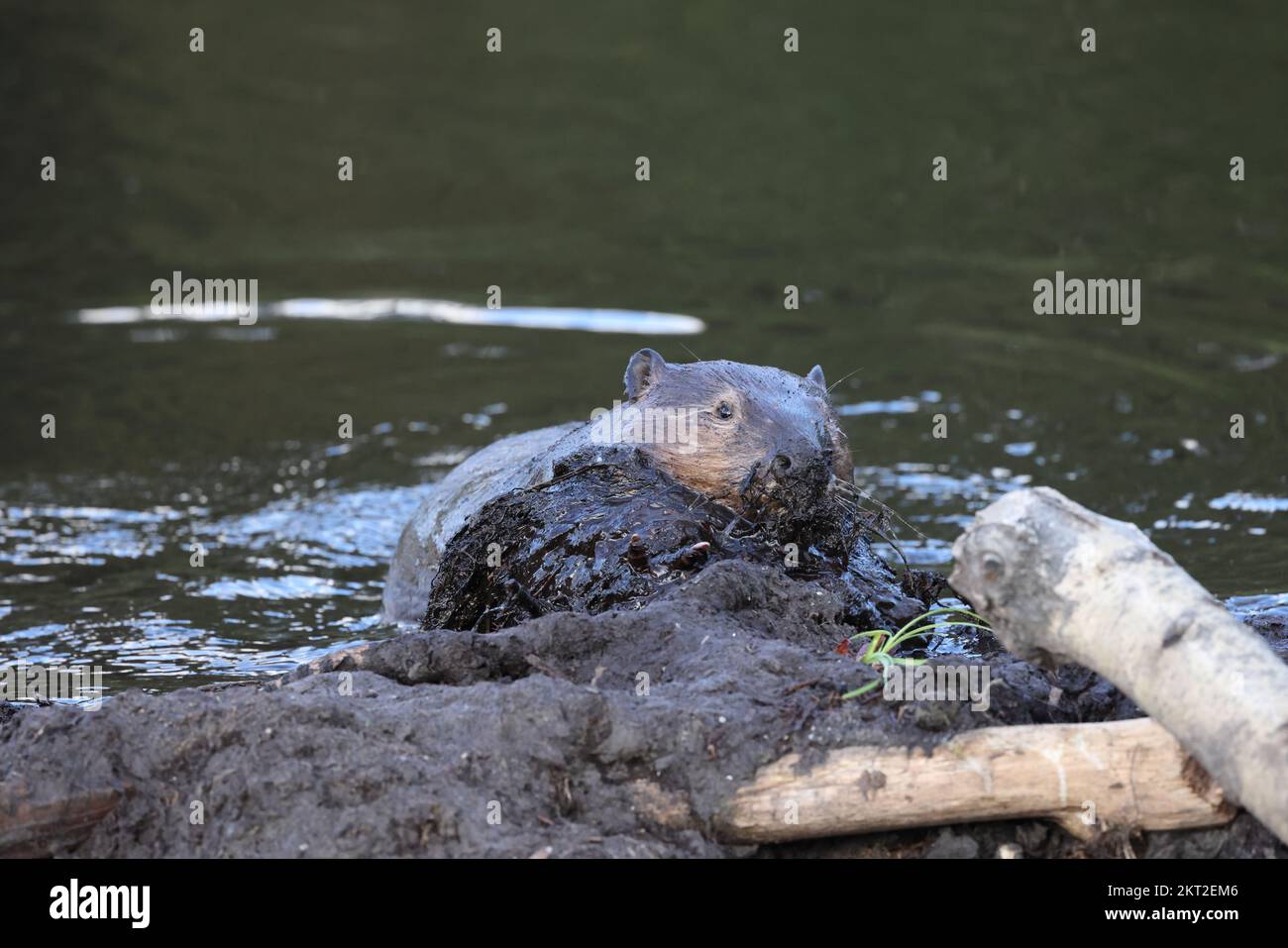 North American Beaver (Castor canadensis) Alberta Canada Stock Photo ...