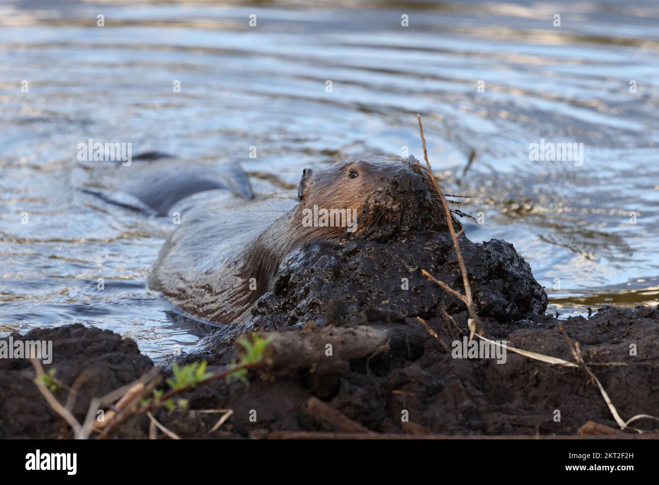 North American Beaver (Castor canadensis) Alberta Canada Stock Photo ...