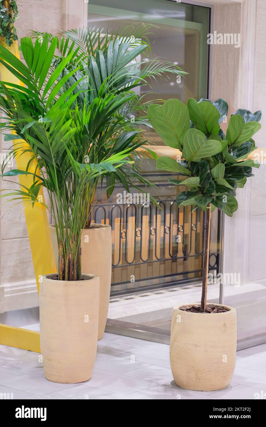 Potted trees adorns the lobby of a large shopping center. Greening of ...