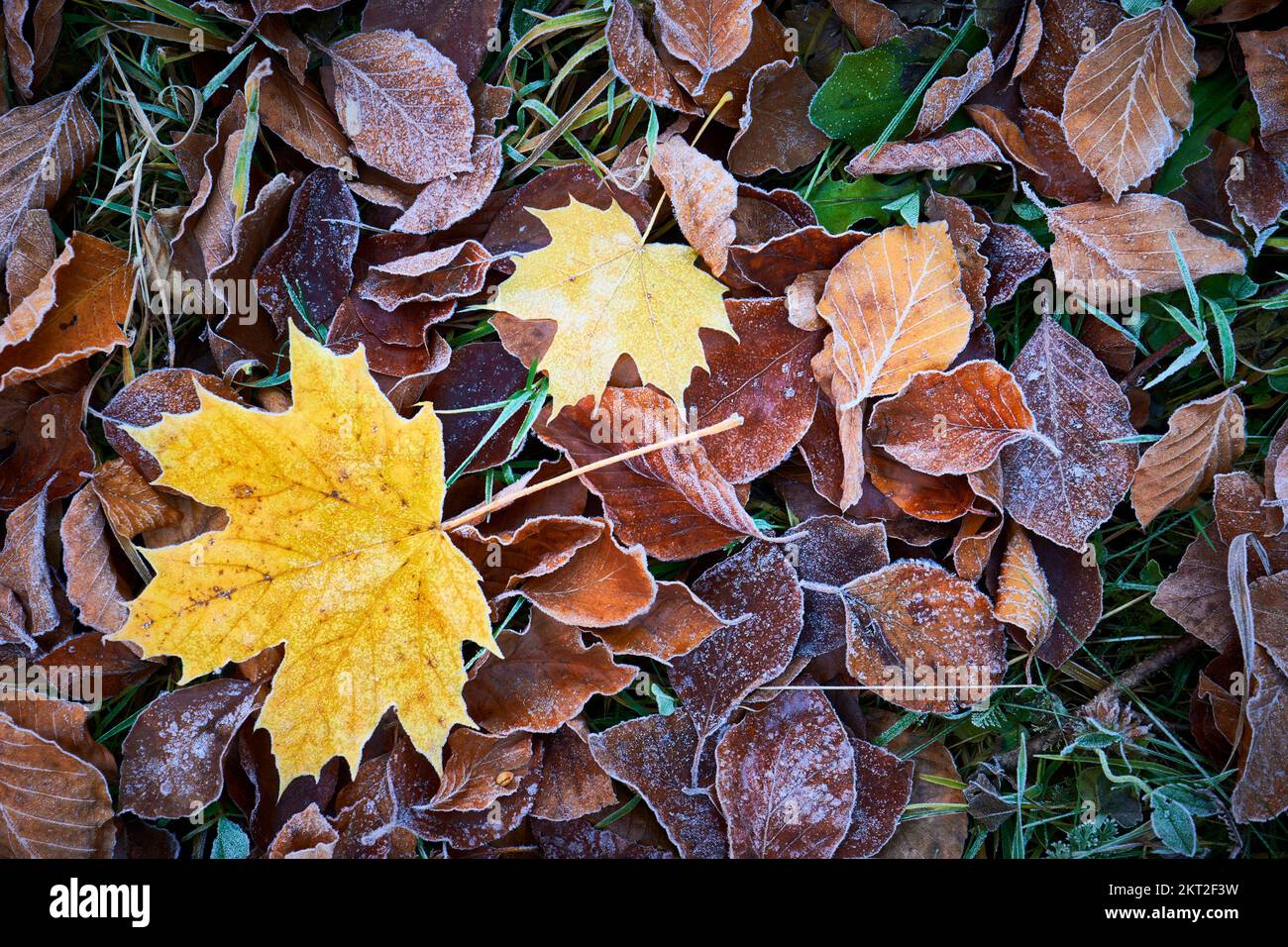 Frozen Yellow maple leaves with background texture symbolizing autumn ...