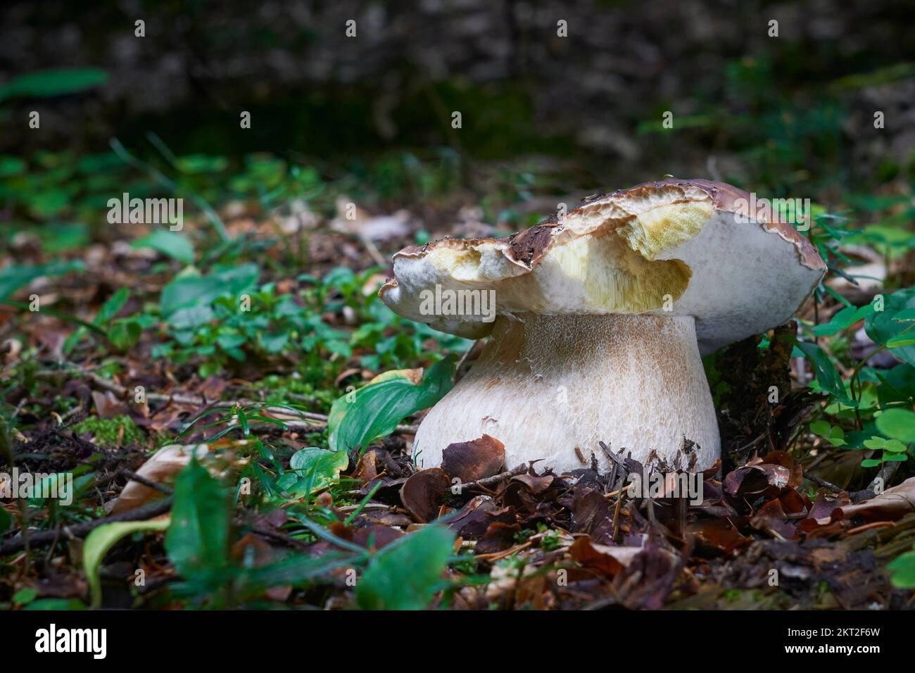 Boletus edulis - edible mushroom. Boletus growing in the central Europe ...
