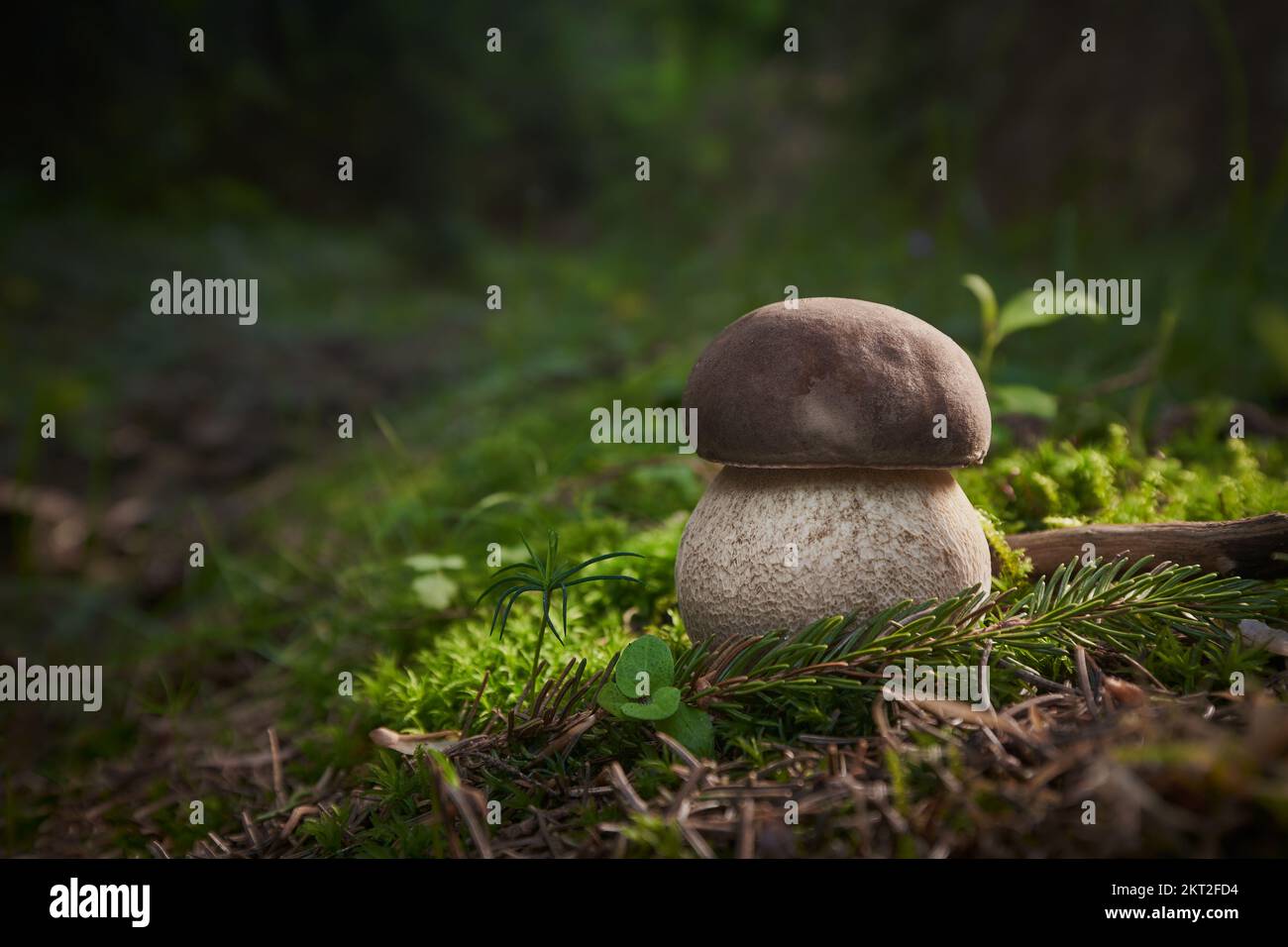 Boletus edulis - edible mushroom. Boletus growing in the central Europe ...