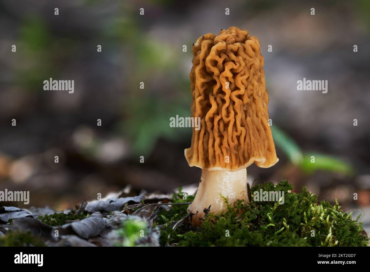 Early morel fungus - Verpa bohemica, spring mushroom with excelent ...