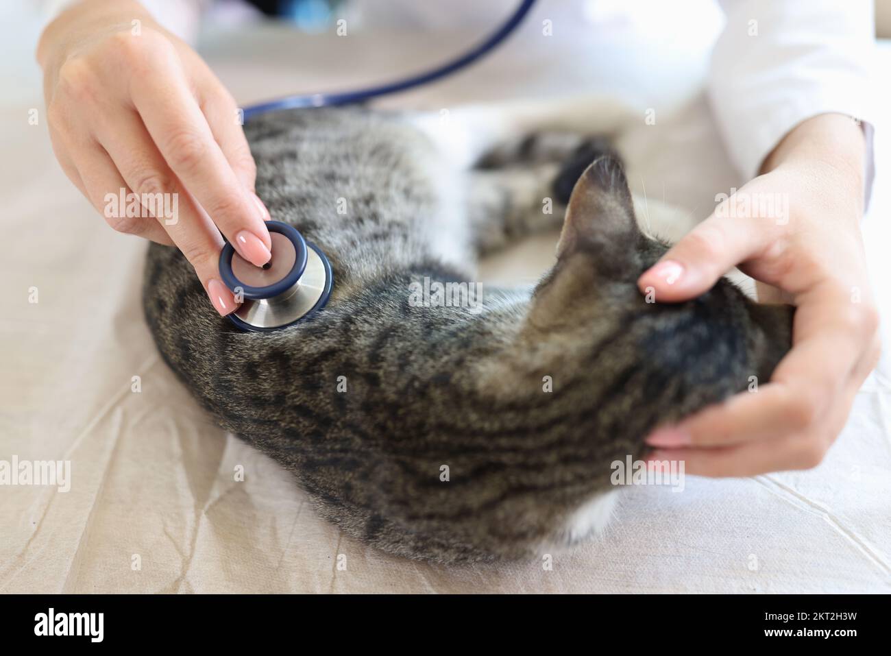 Veterinarian listens to cat's heartbeat and breathing with stethoscope ...
