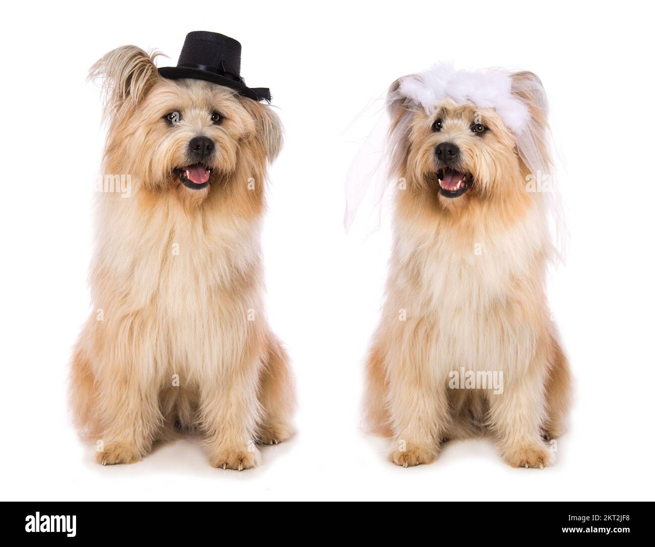Dogs celebrate marriage isolated on white Stock Photo - Alamy
