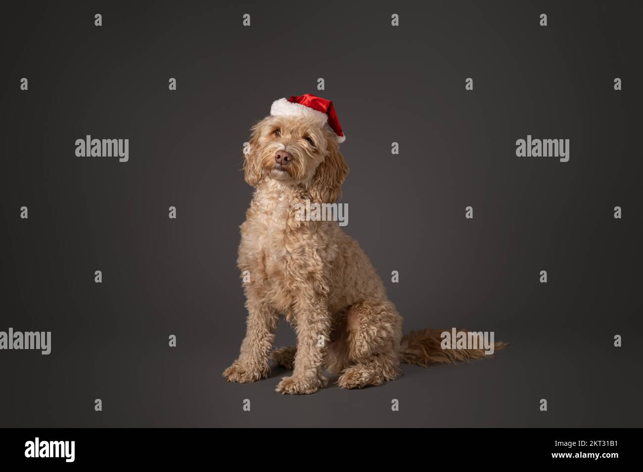 Blonde cockapoo dog wearing a Christmas hat, sitting on a grey ...