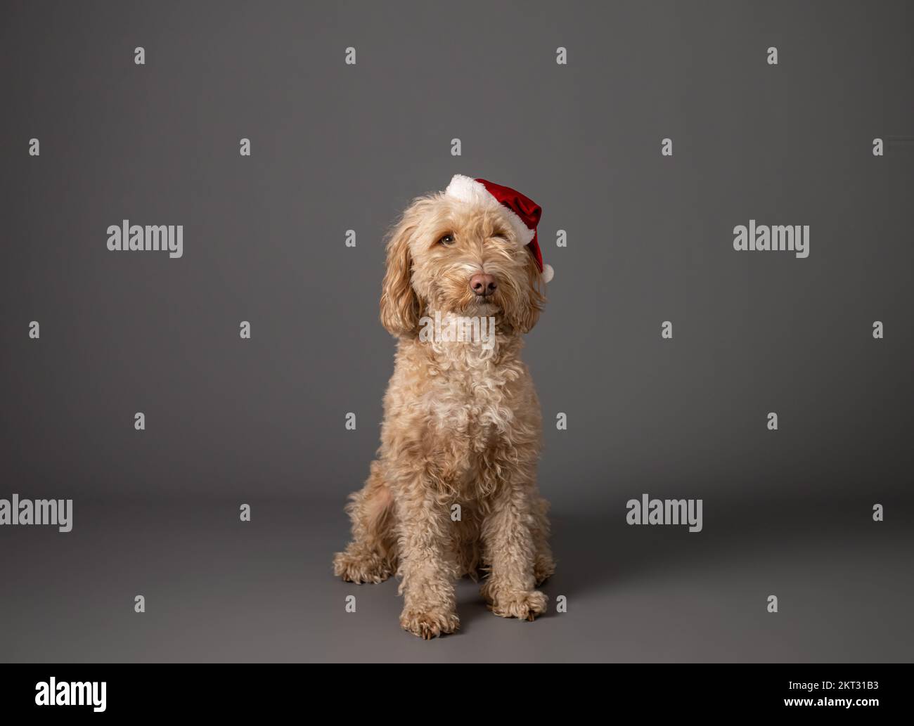 Blonde cockapoo dog wearing a Christmas hat, sitting on a grey ...