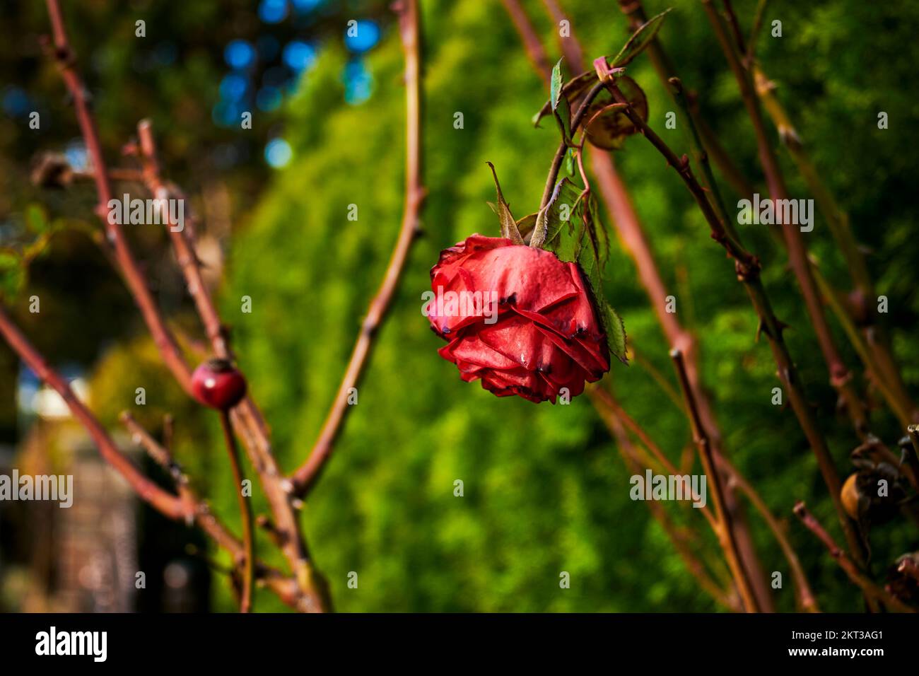 Macro shot of an already slightly dried up red rose blossom (rosaceae ...