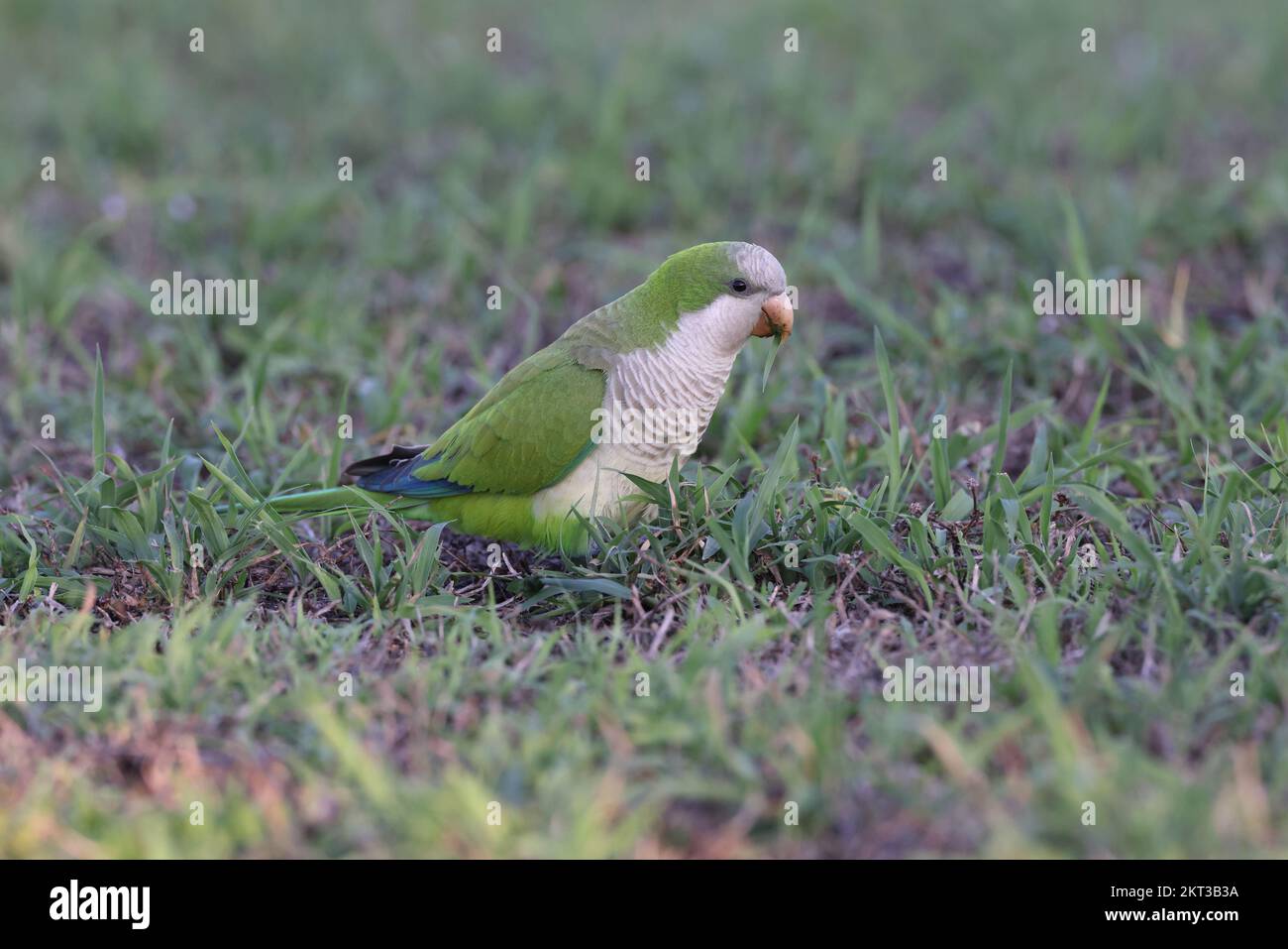 Monk Parakeet (Myiopsitta monachus) Cape Coral Florida Stock Photo - Alamy