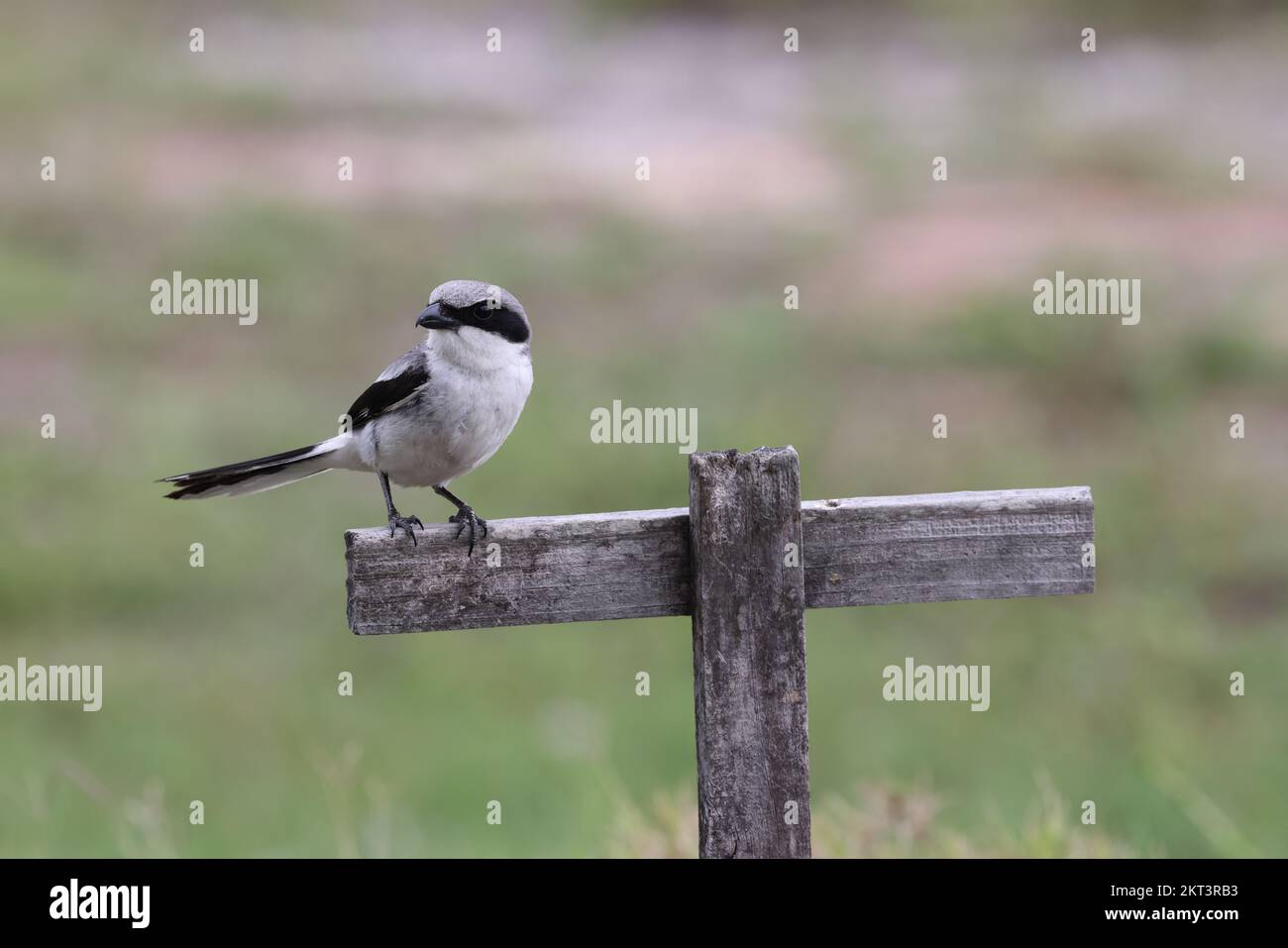 Loggerhead Shrike Cape Coral Florida USA Stock Photo - Alamy