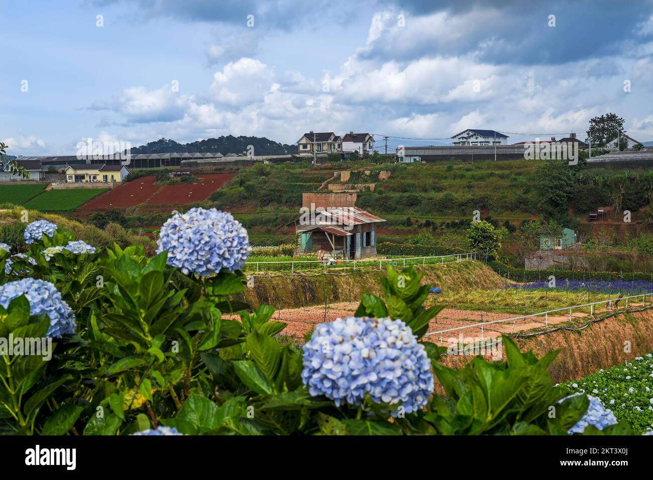 Hydrangea field against the greenhouses and plantations in the city of ...