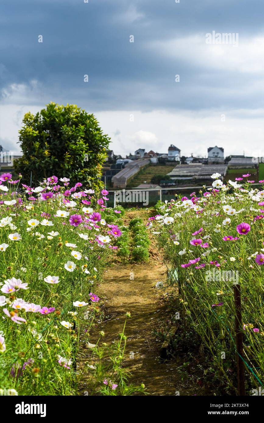 Cosmos flowers against fields in Da Lat with copy space as background ...