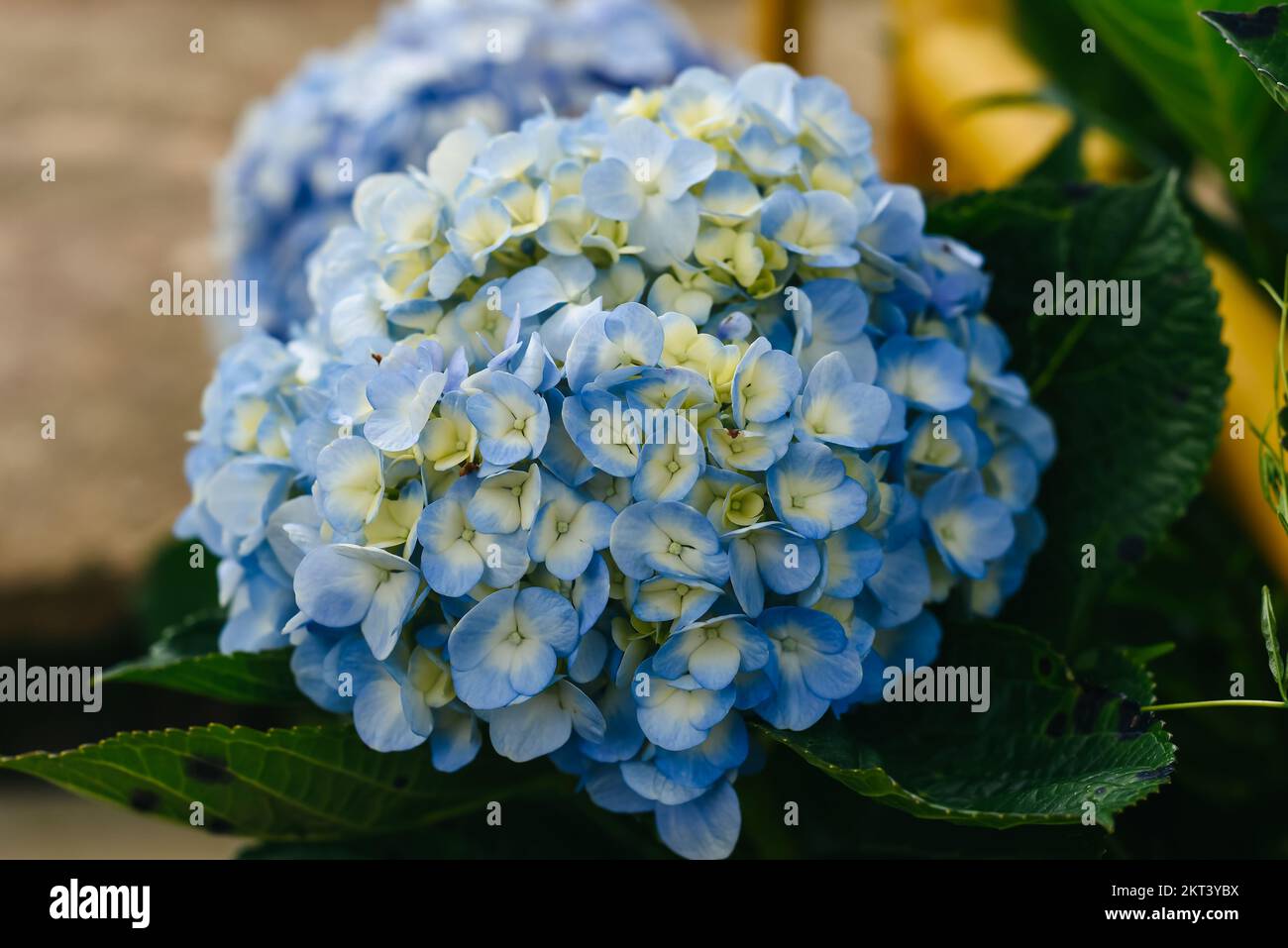 Hydrangea field against the greenhouses and plantations in the city of ...