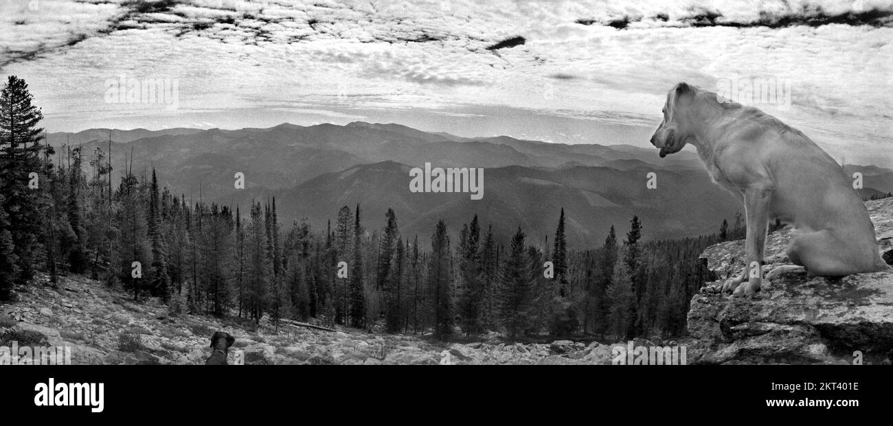 Mountain landscape with dog sitting on a mountaintop in the backcountry ...