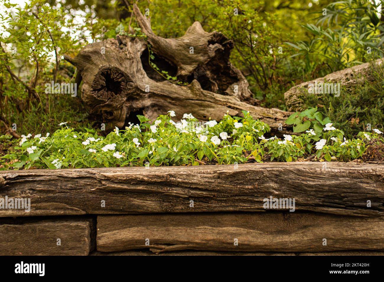 Small details of the city nature of Turin Stock Photo - Alamy