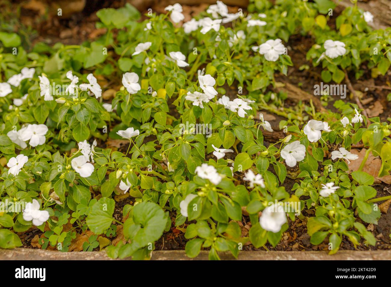 Small details of the city nature of Turin Stock Photo - Alamy